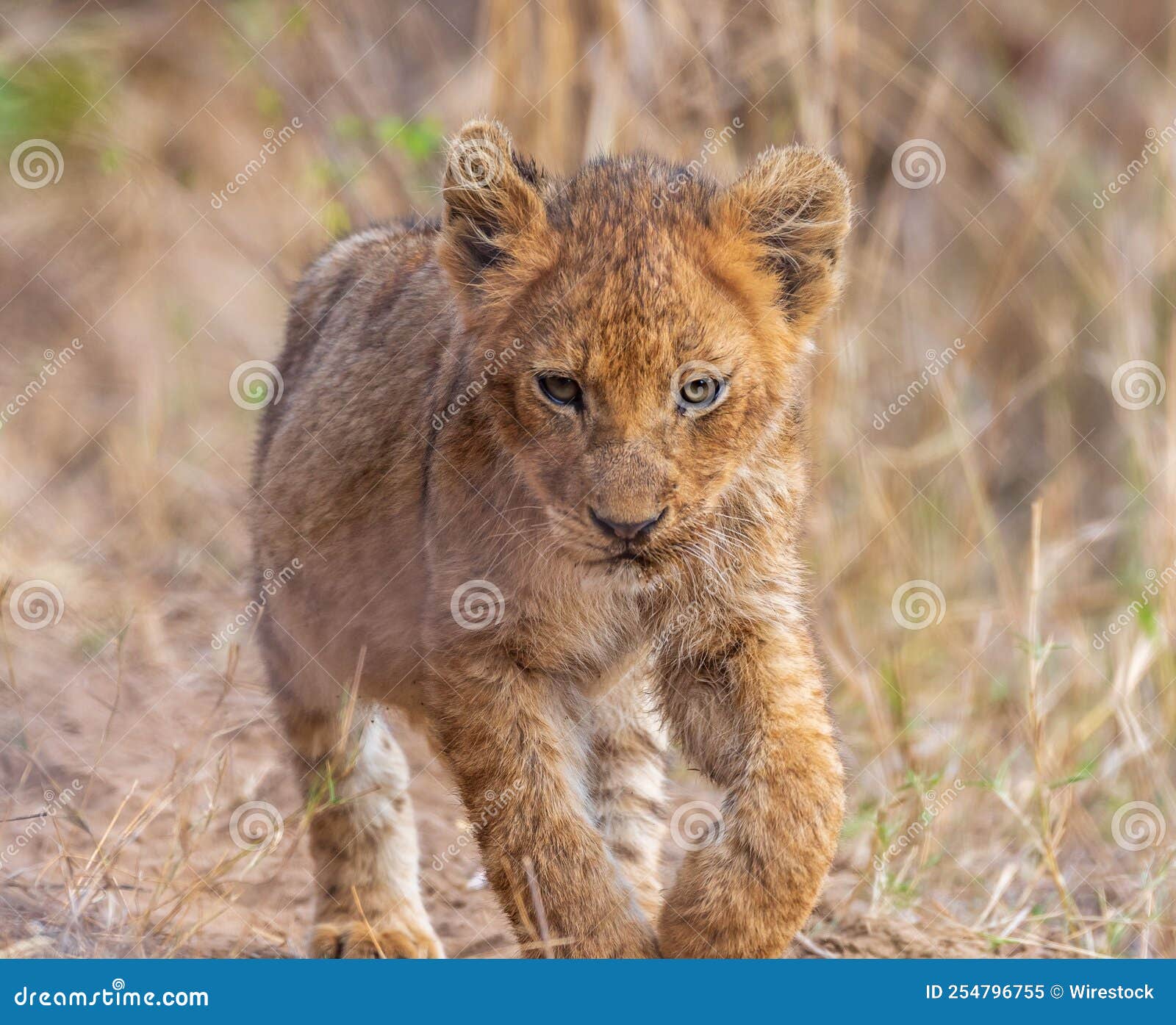Cute cub in the nature stock image. Image of cute, lioness - 254796755