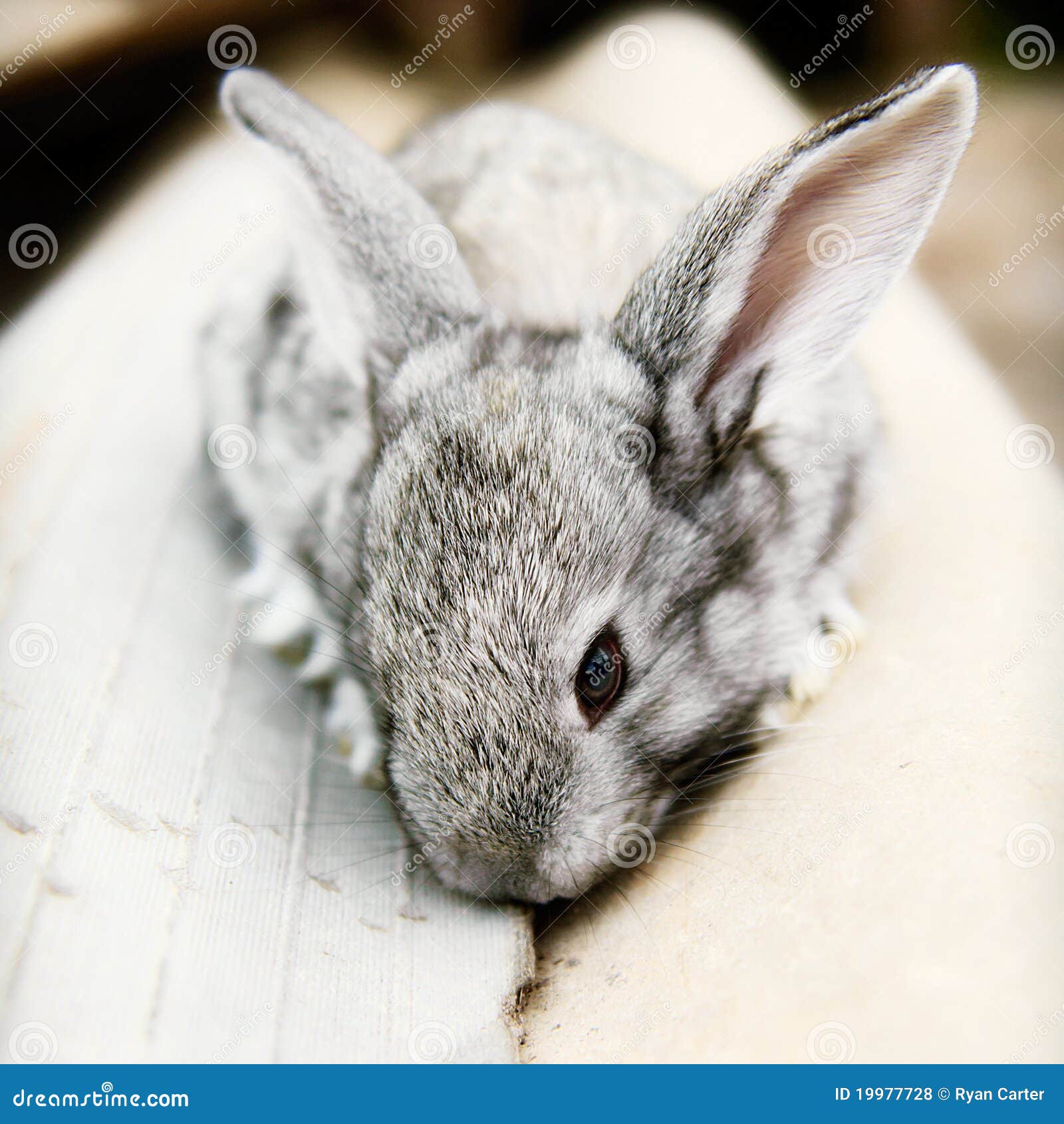 Cute Cudly Baby Pet Bunny Rabbit Stock Photo - Image of pretty, animal ...