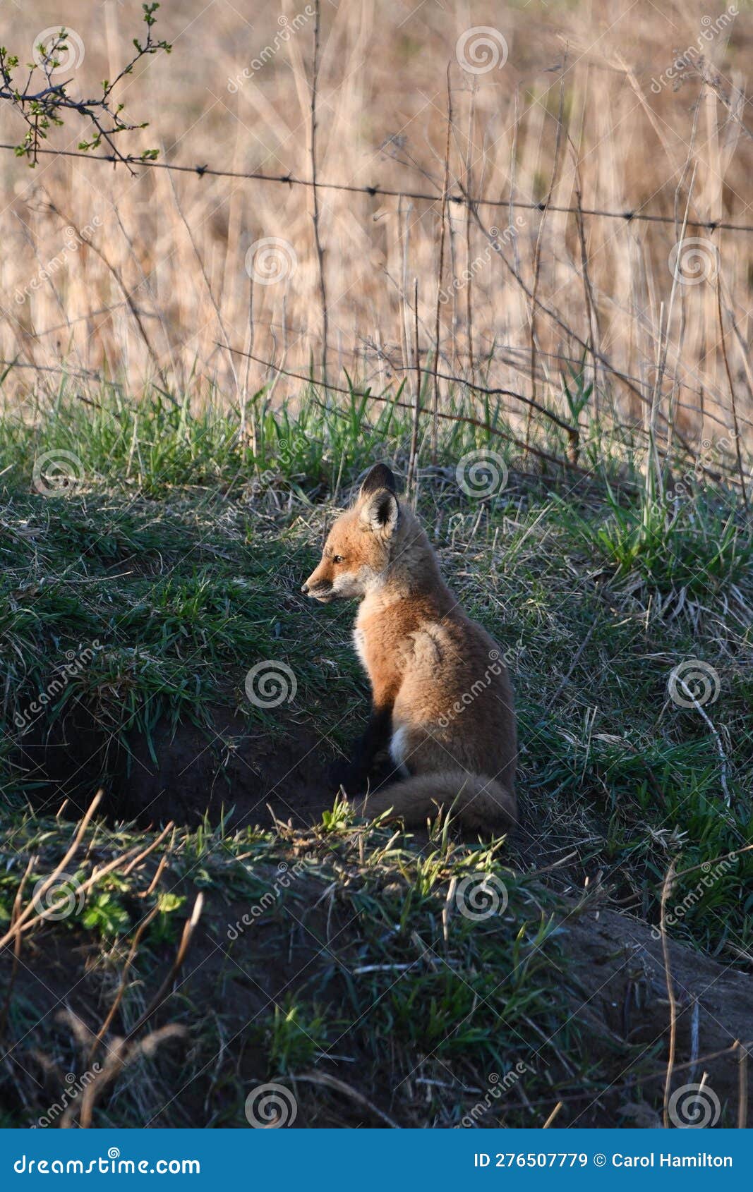 Cute Curious Baby Red Fox Pup Exploring the Outside of Its Den Stock ...
