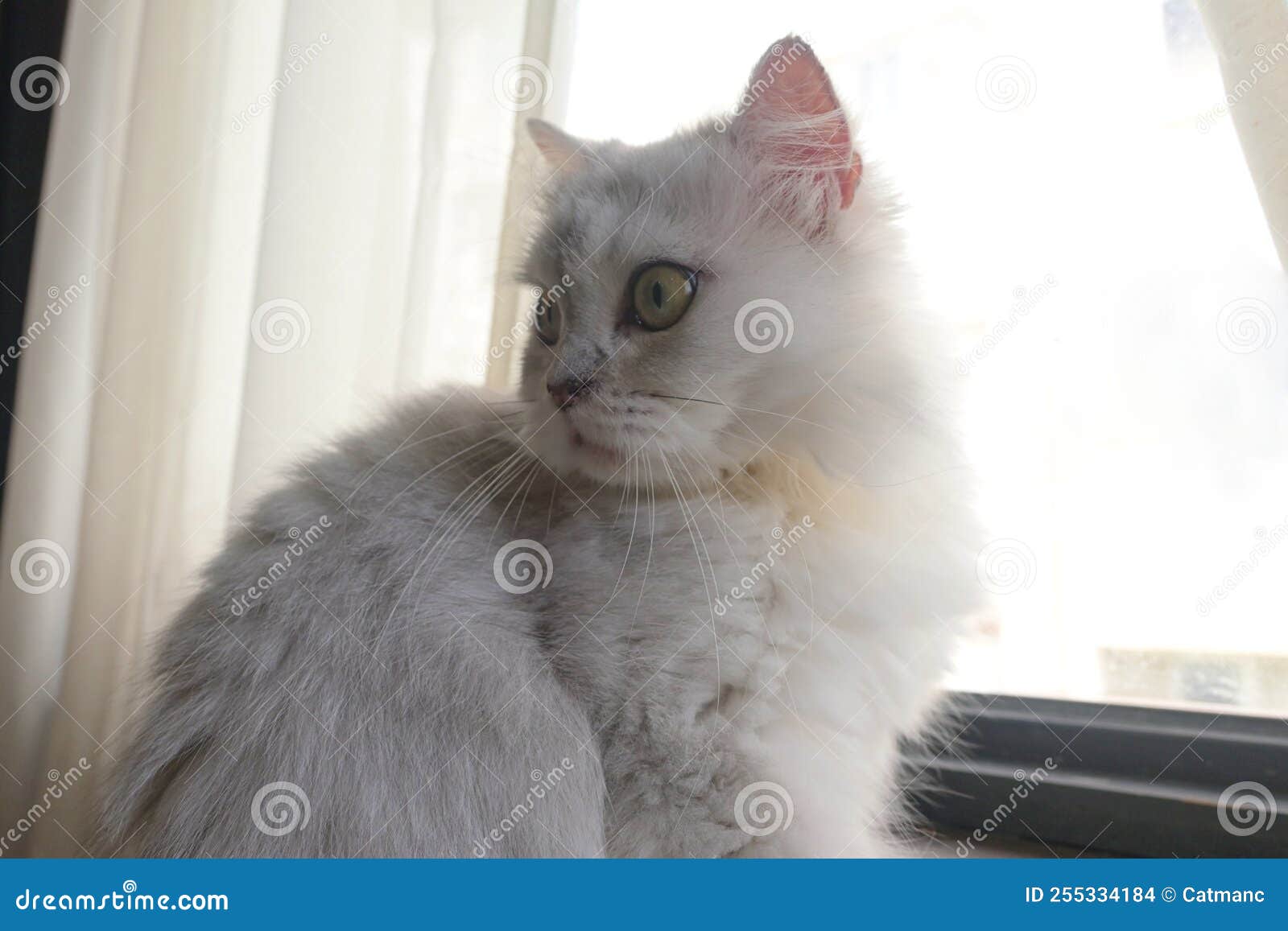 Cute Curious Cat Close-up of Face Sitting on Windowsill Stock Photo ...