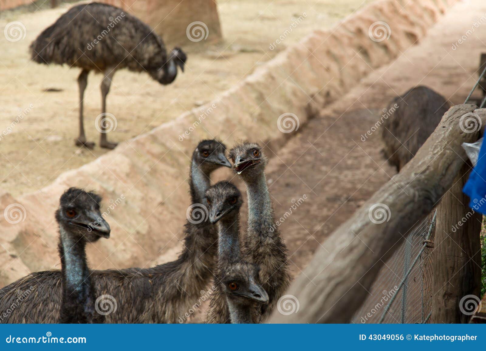 Cute Curious Faces of Emu Bird. Stock Photo - Image of flightless ...