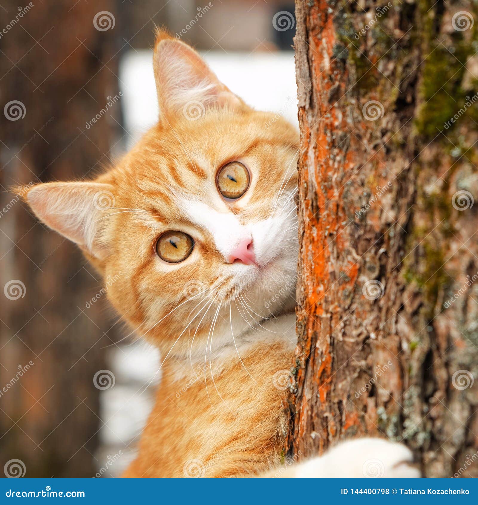 Cute Curious Ginger Tabby Cat with Yellow Eyes Hanging on Trunk of Tree ...