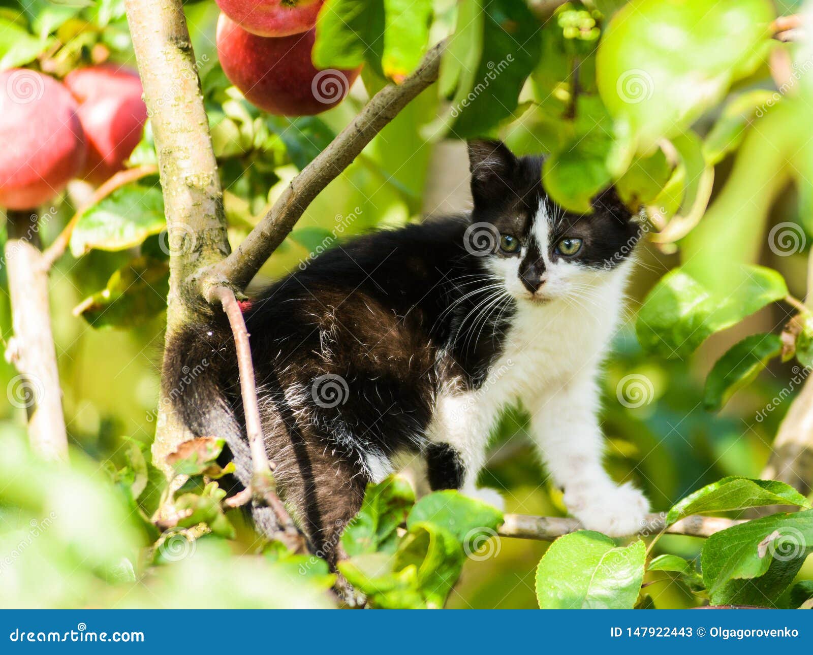 Cute Curious Kitten Cat Climbing Tree Ready To Jump Stock Image - Image ...