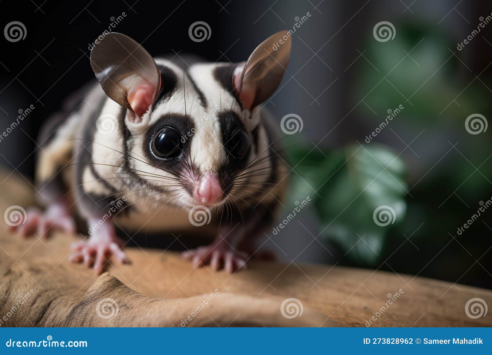 A Cute and Curious Sugar Glider Climbing and Gliding - this Sugar ...