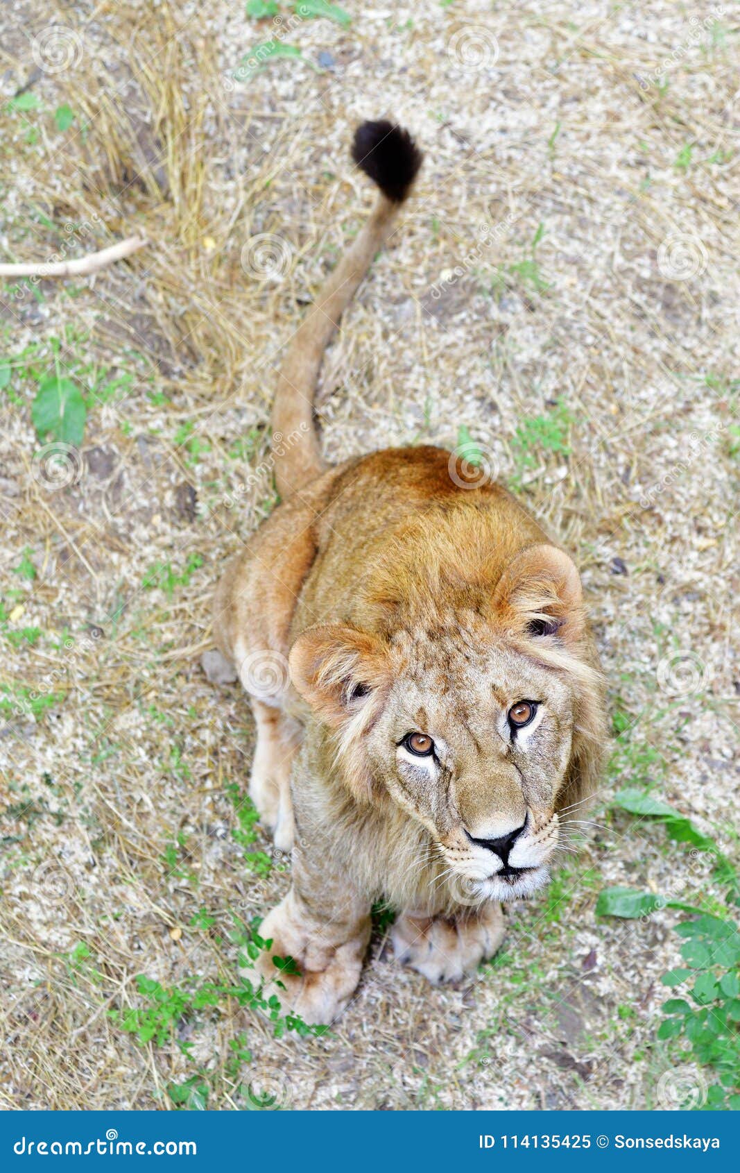 Cute Curious African Lion Cub Stock Photo | CartoonDealer.com #161122950