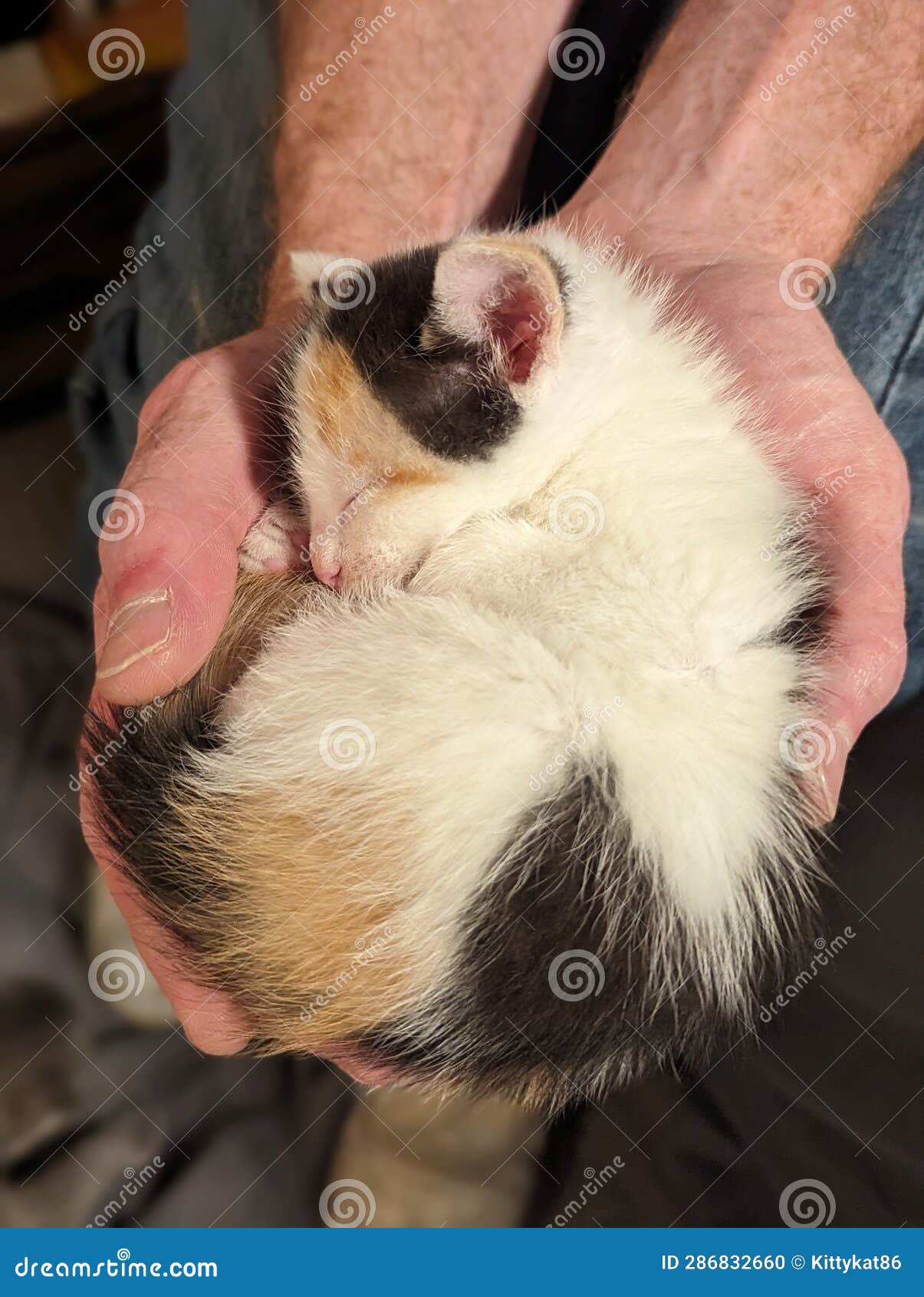 Cow Curled Up Sleeping In The Middle Of A Grassland, Take A Power Nap ...