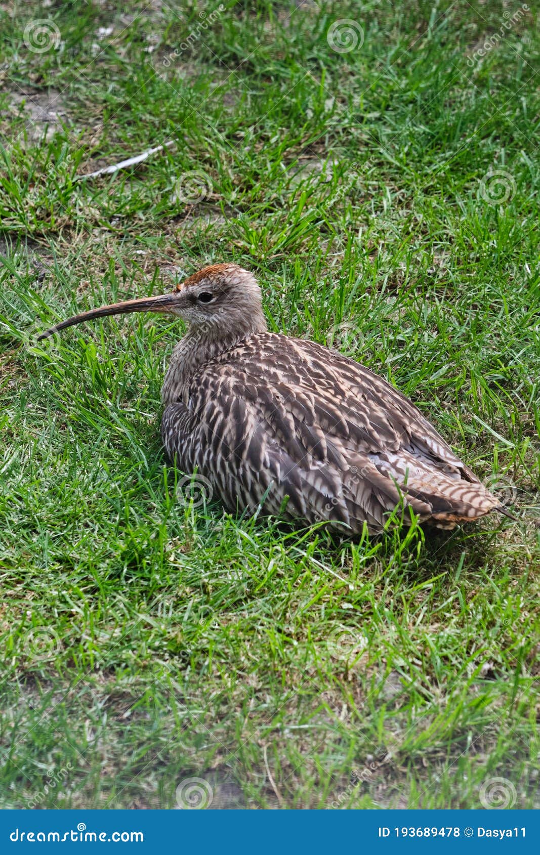 A Cute Curlew Chick, Lies in a Grassy Field Stock Photo - Image of ...