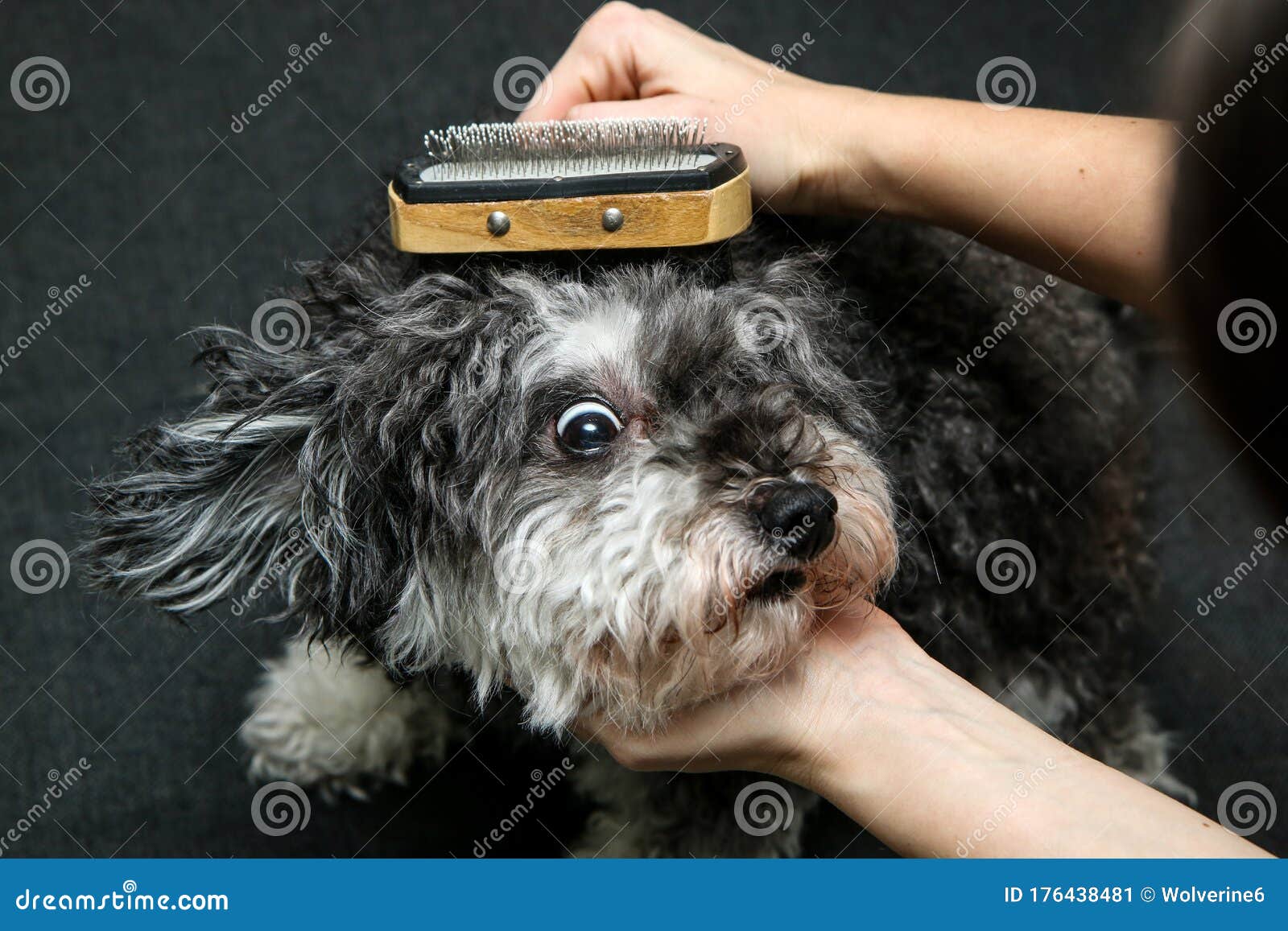 The Cute Curly Dog is Being Combed Stock Image - Image of animal ...
