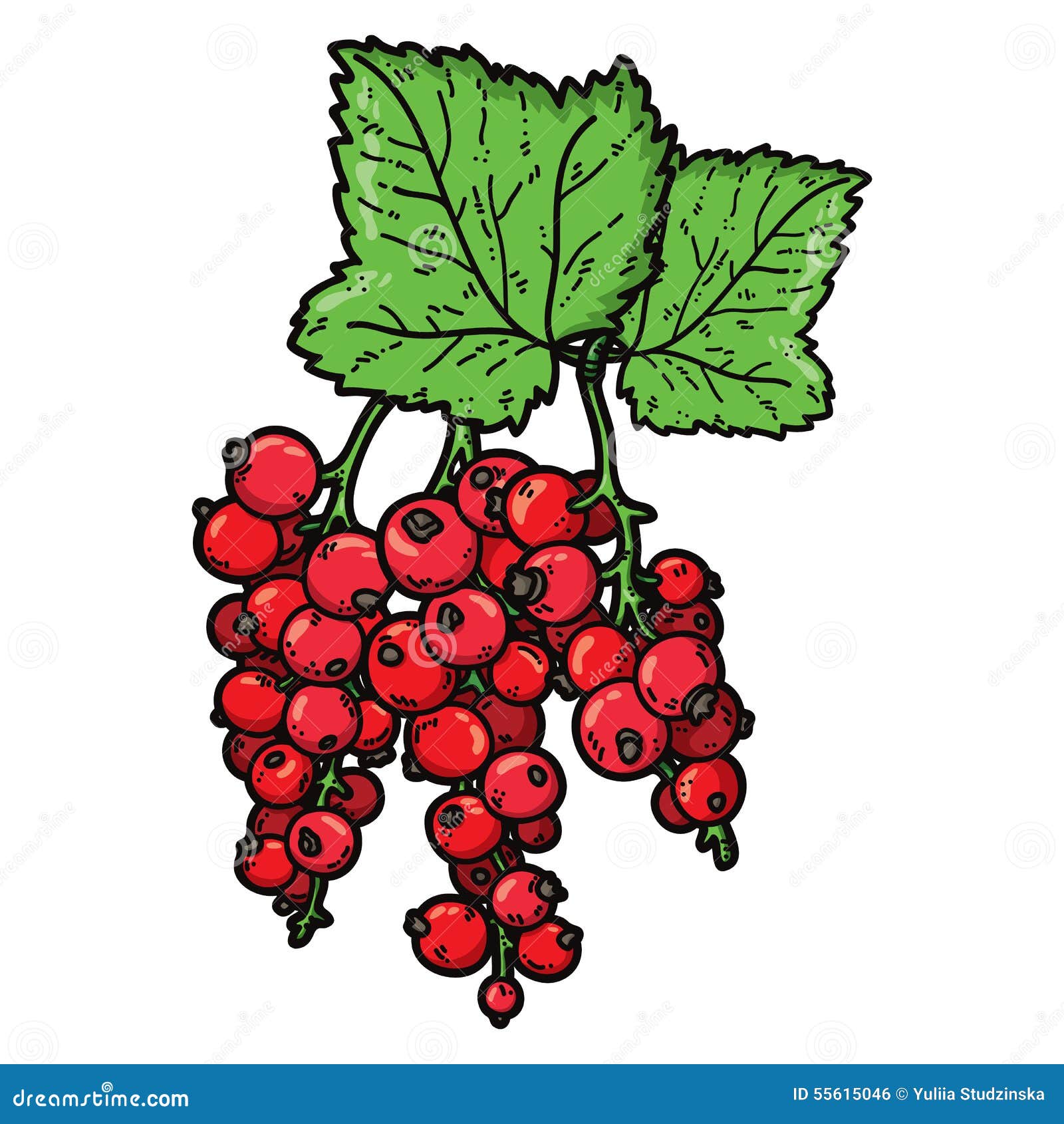 Cute currant stock vector. Illustration of freshness - 55615046