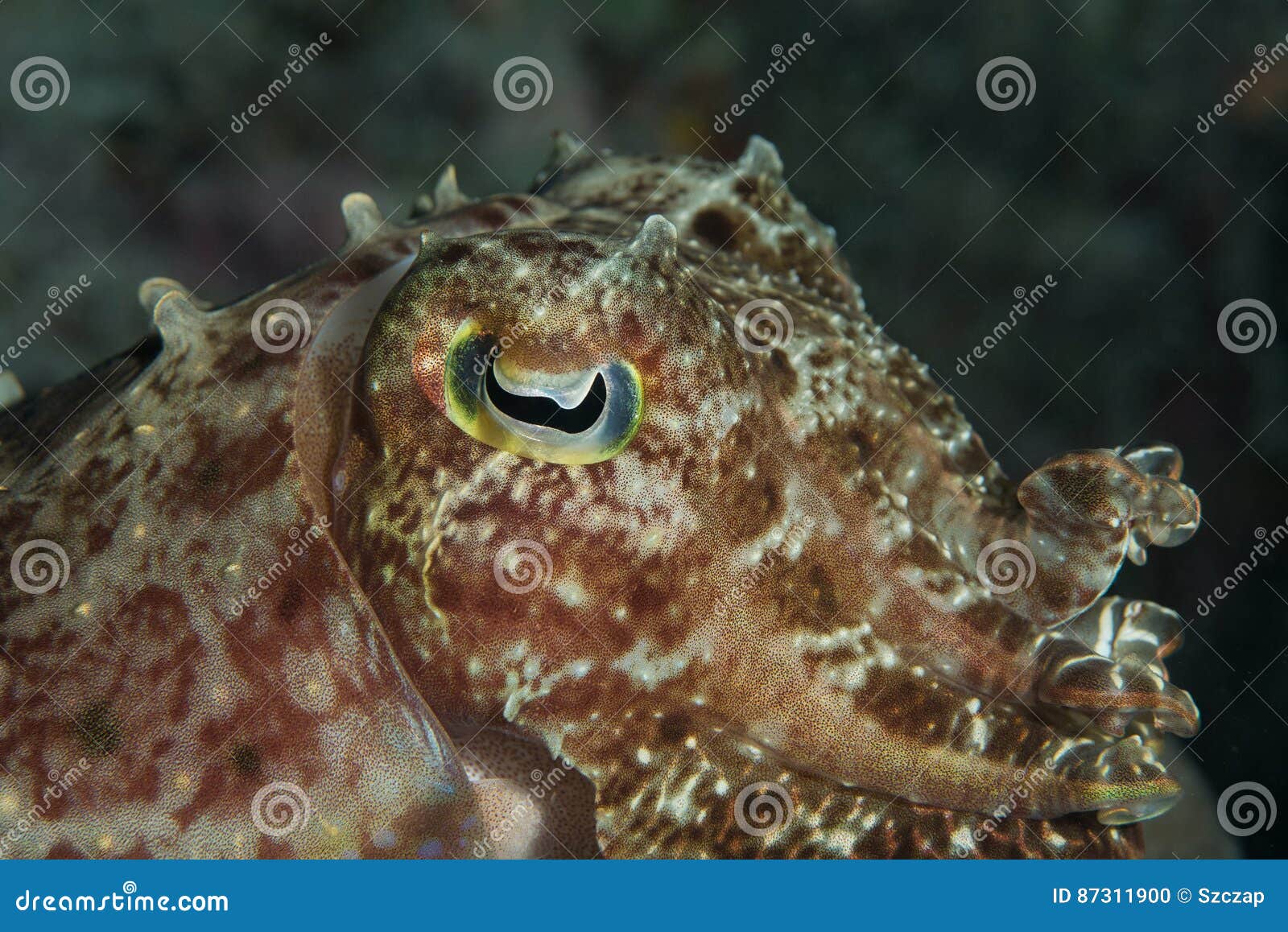 Cute cuttlefish stock photo. Image of mollusc, close - 87311900