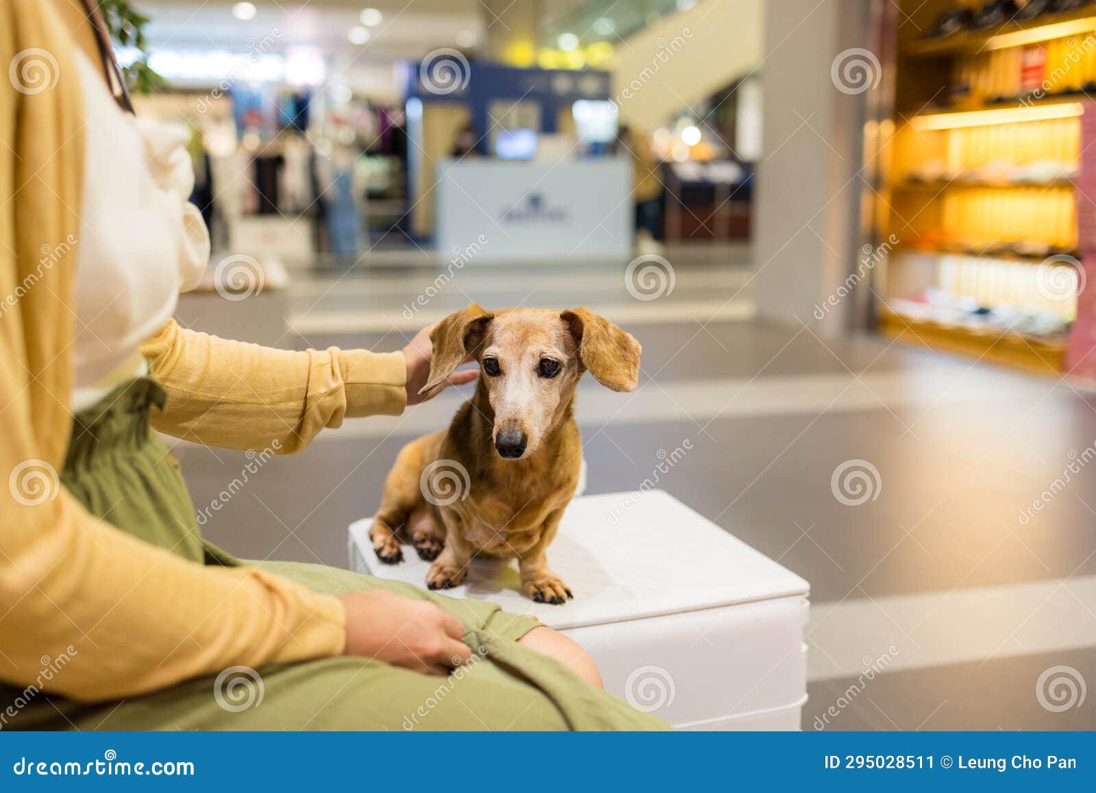Cute Dachshund Dog in Shopping Mall Stock Image - Image of girl, sale ...