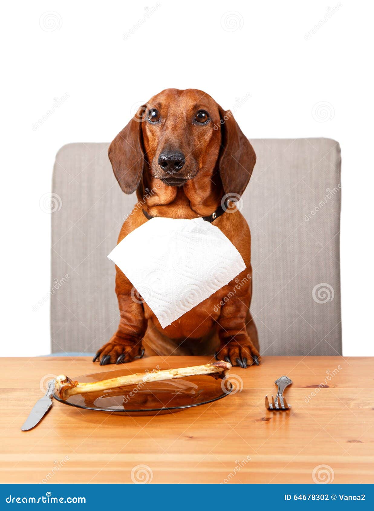Cute Dachshund Sitting at the Table Ready To Eat Stock Photo - Image of ...