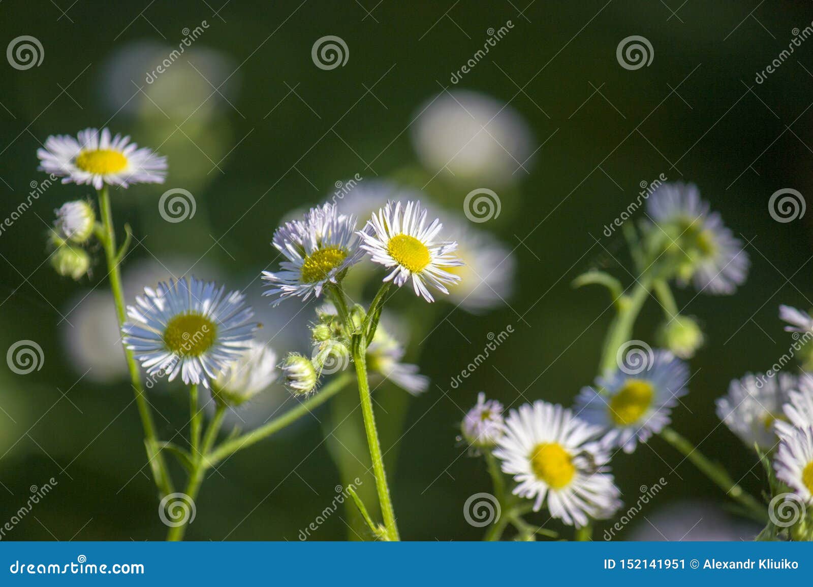 Cute Daisies Close Up on a Blurred Natural Background Stock Image ...
