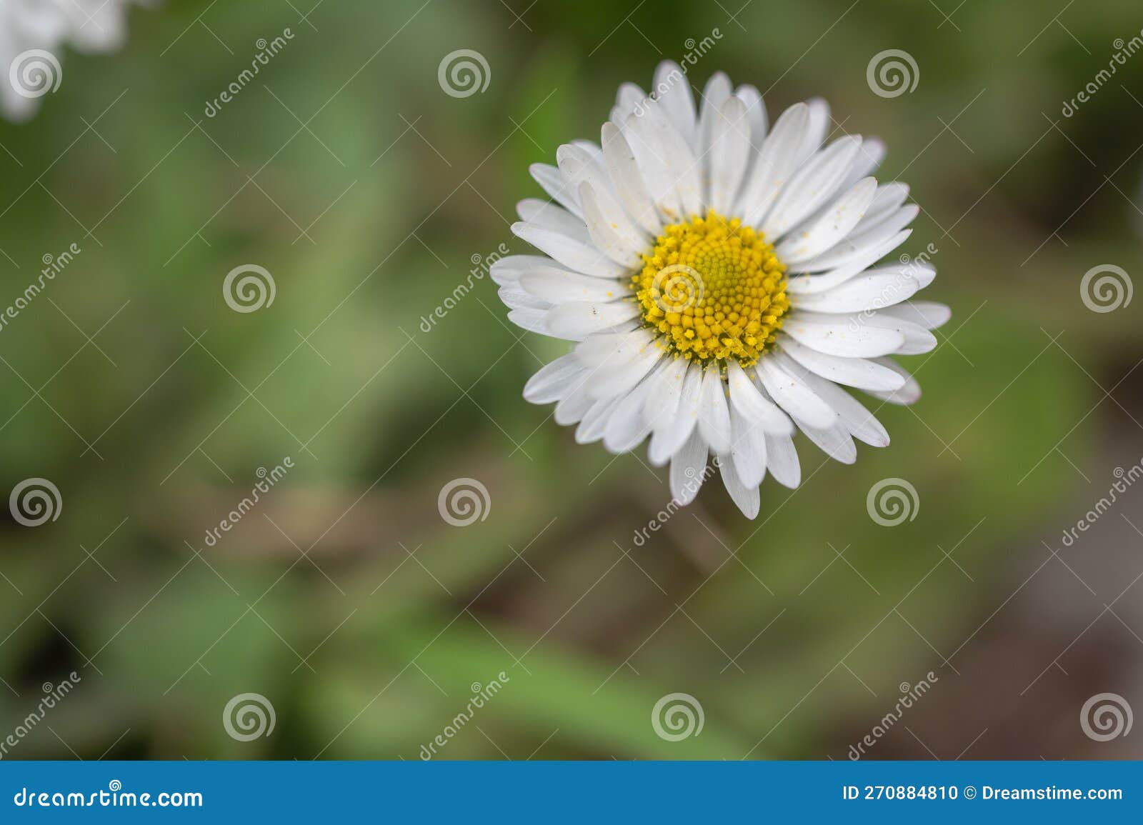 Cute daisy stock photo. Image of blossom, meadow, daisy - 270884810