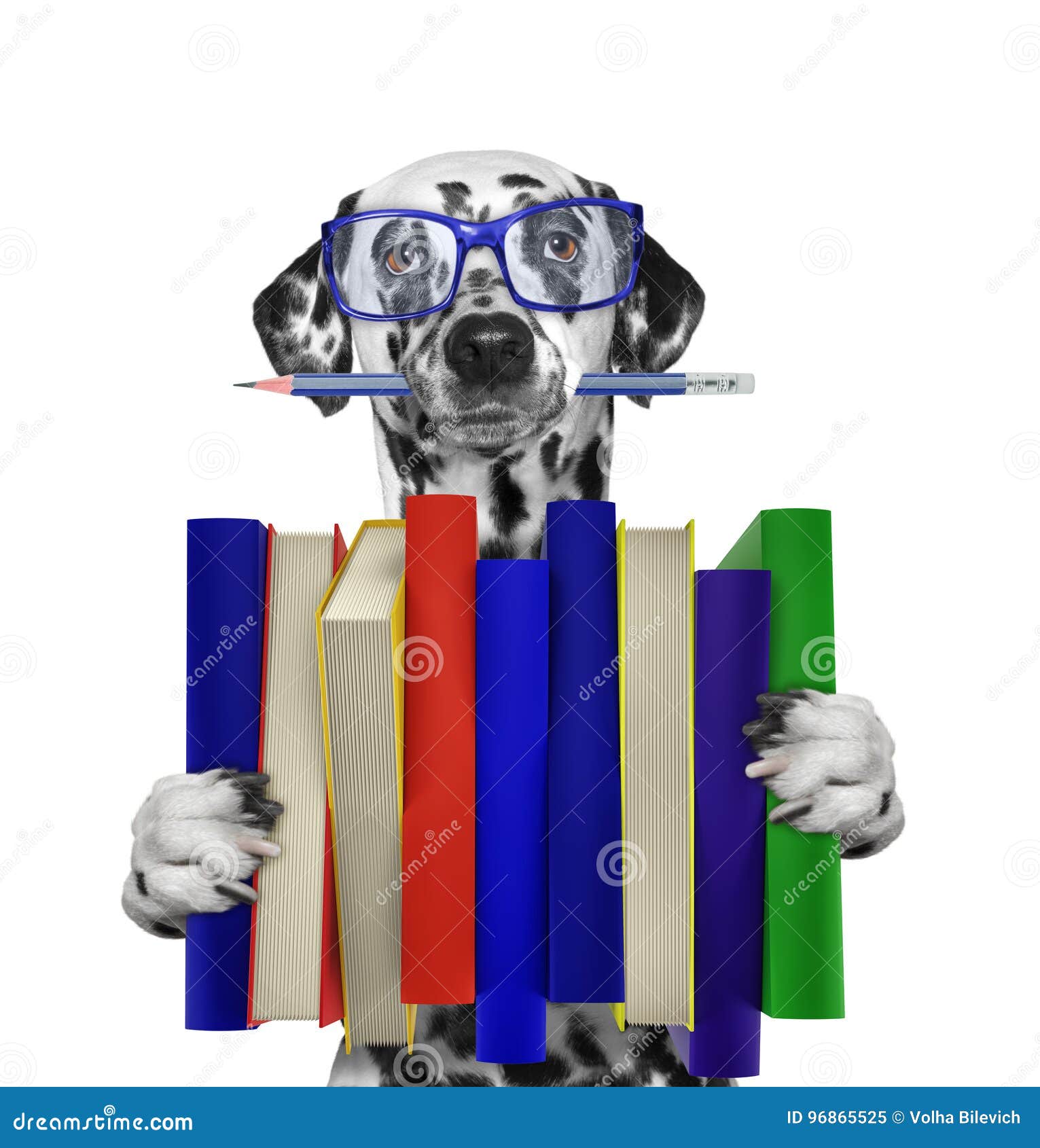Cute Dalmatian Dog Holding a Big Stack of Books -- on White Stock Image ...