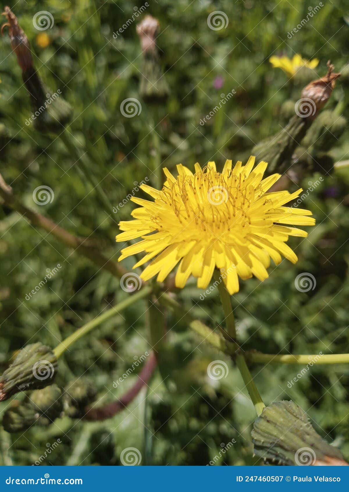 Cute Dandelion Flower in a Field of Spring Cantabria Stock Image ...