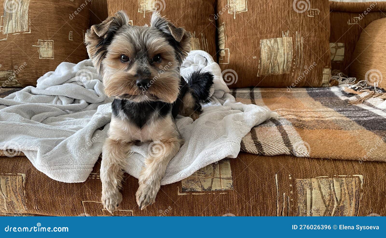 Cute Daniela after Taking a Bath Stock Photo - Image of cute, mammal ...