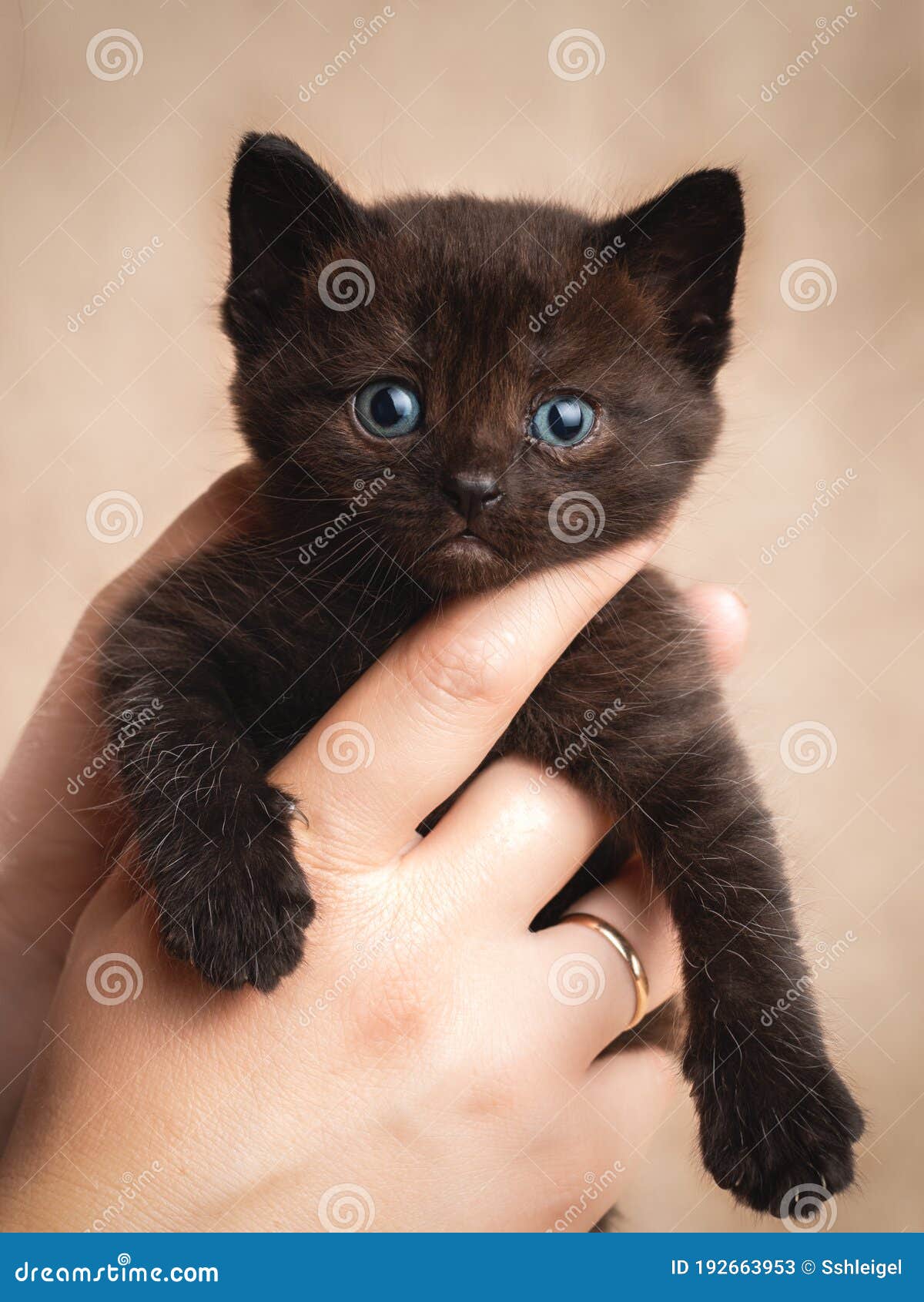 Cute Dark-colored Kitten with a Naive Expression of Eyes in a Human ...