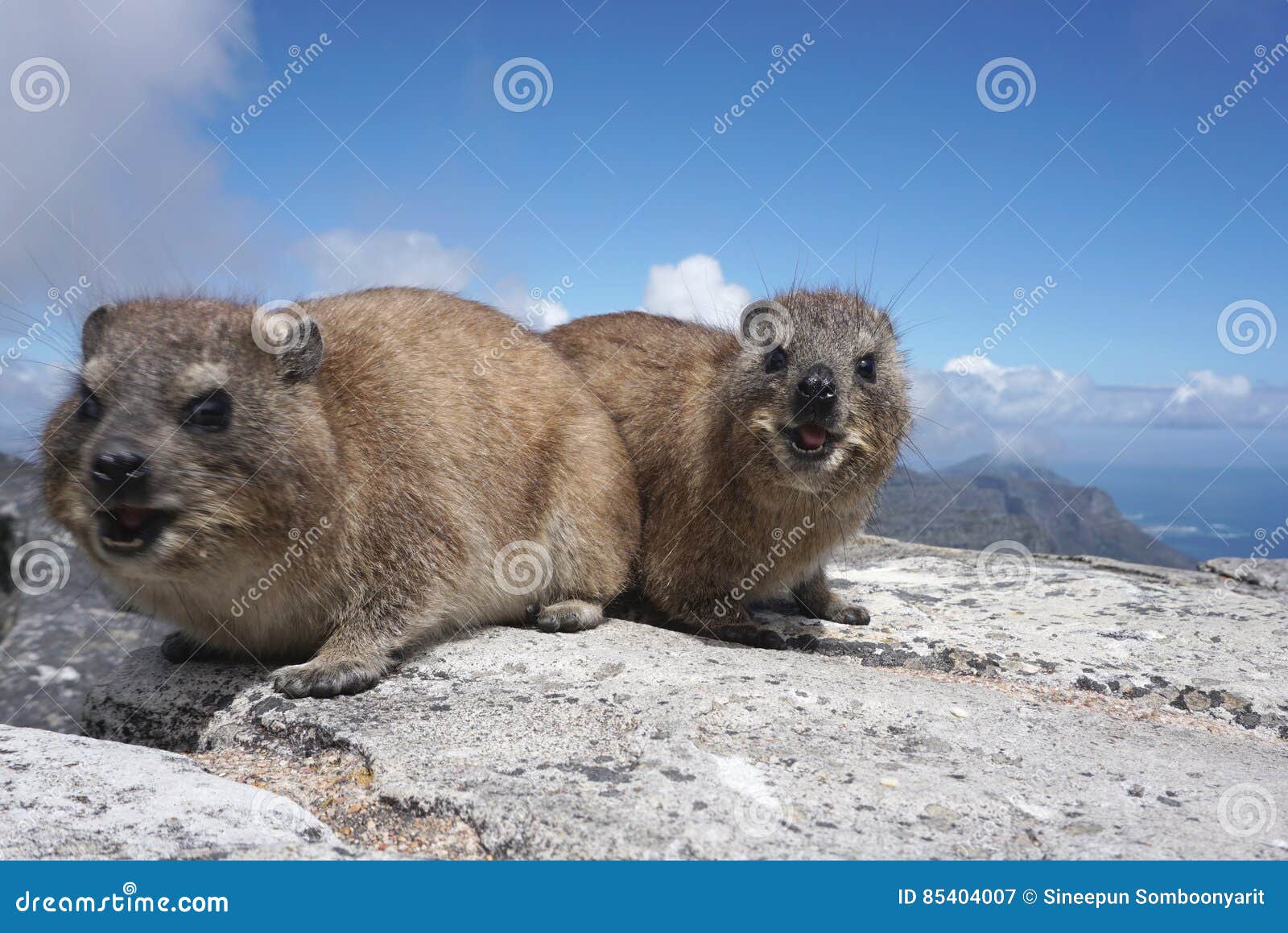 Cute Dassie Rat Looking at the Camera Stock Image - Image of cute ...