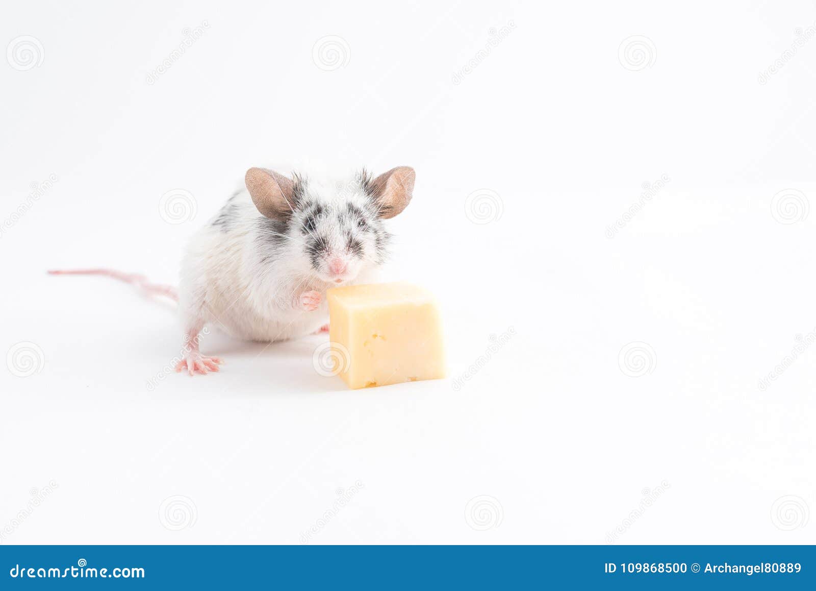 Cute Decorative Mouse Eats Cheese, on a Light Background Stock Photo ...