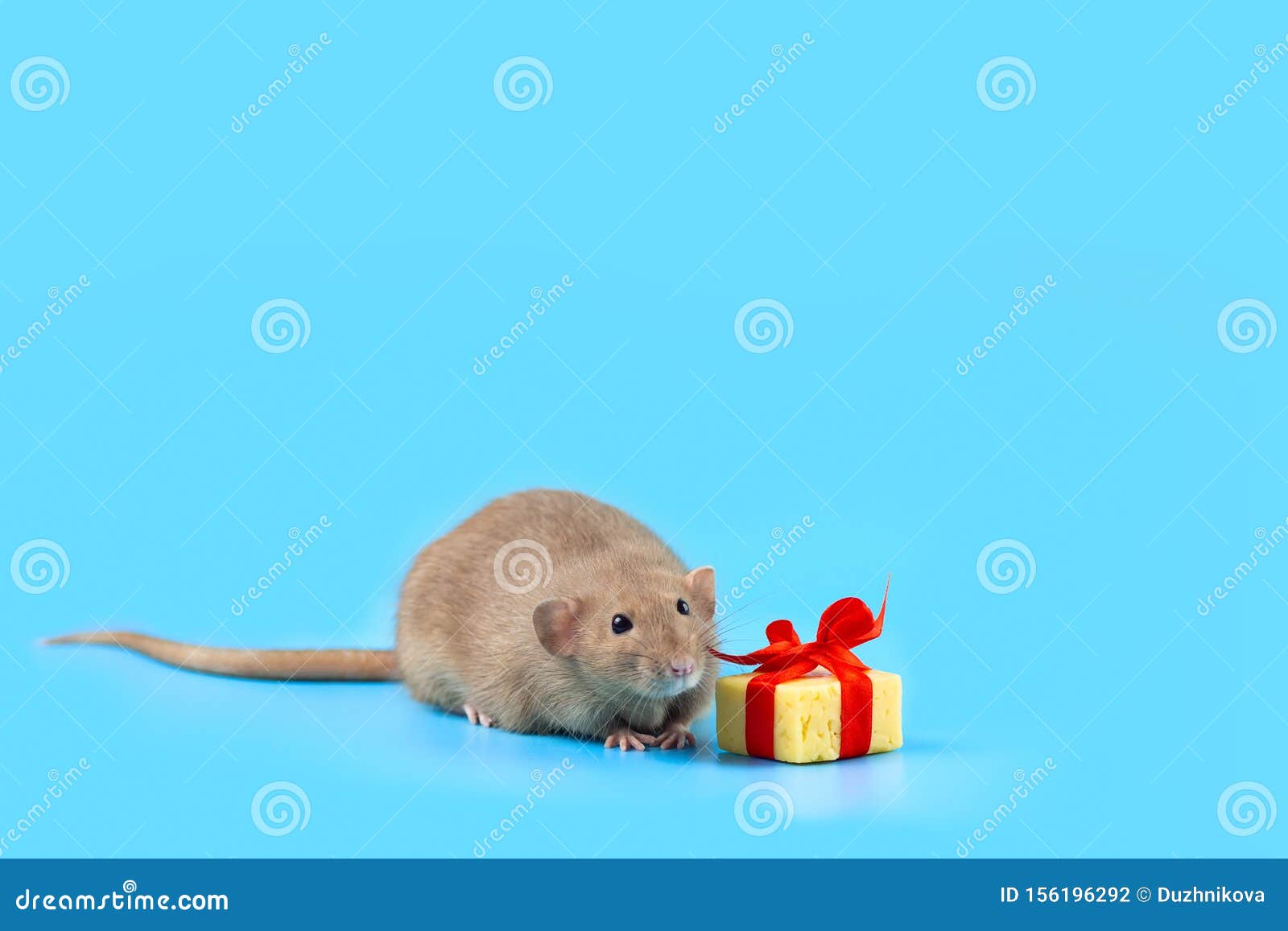 Cute Decorative Rat with Cheese Gift and Red Bow on a Blue Background ...