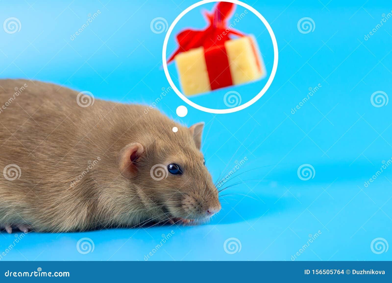 Cute Decorative Rat with Cheese Gift and Red Bow on a Blue Background ...