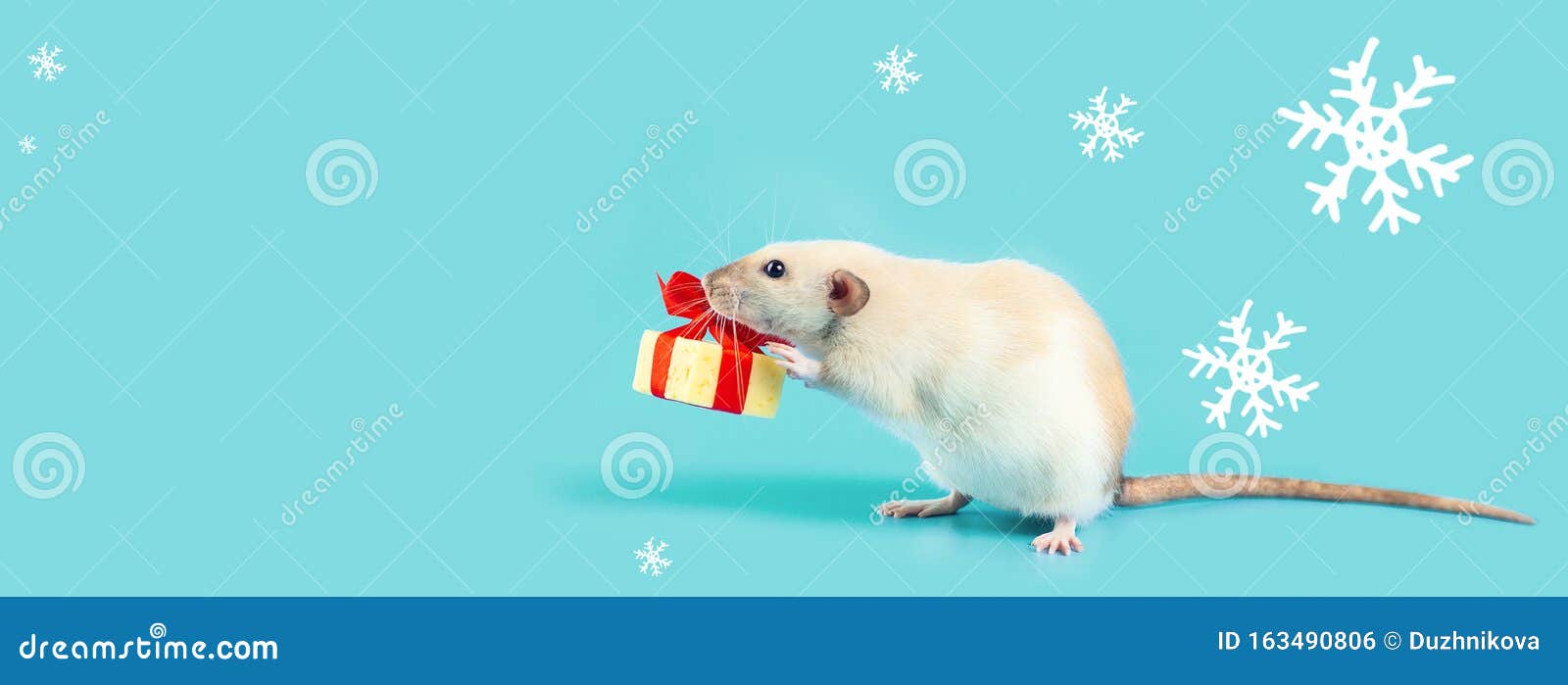 Cute Decorative Rat with Cheese Gift and Red Bow on a Blue Background ...