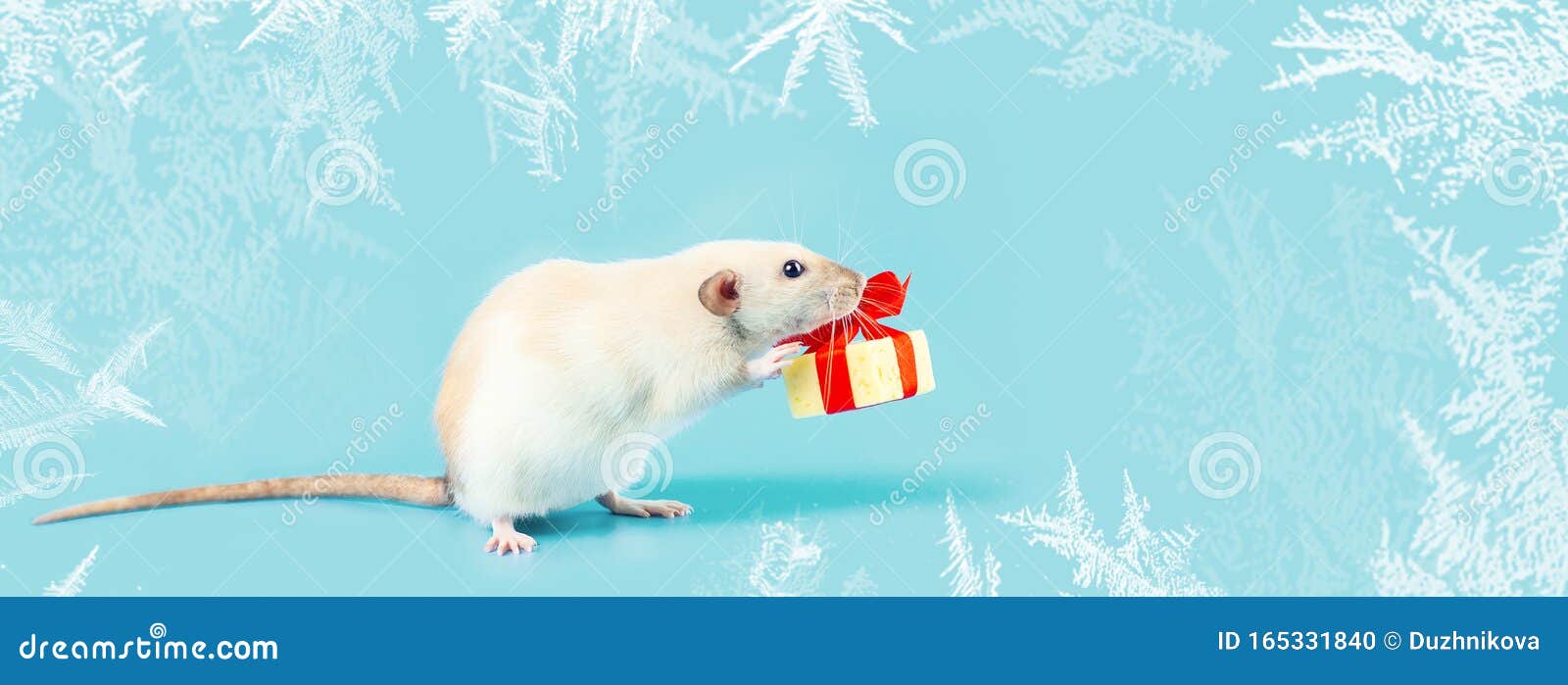 Cute Decorative Rat with Cheese Gift and Red Bow on a Blue Background ...
