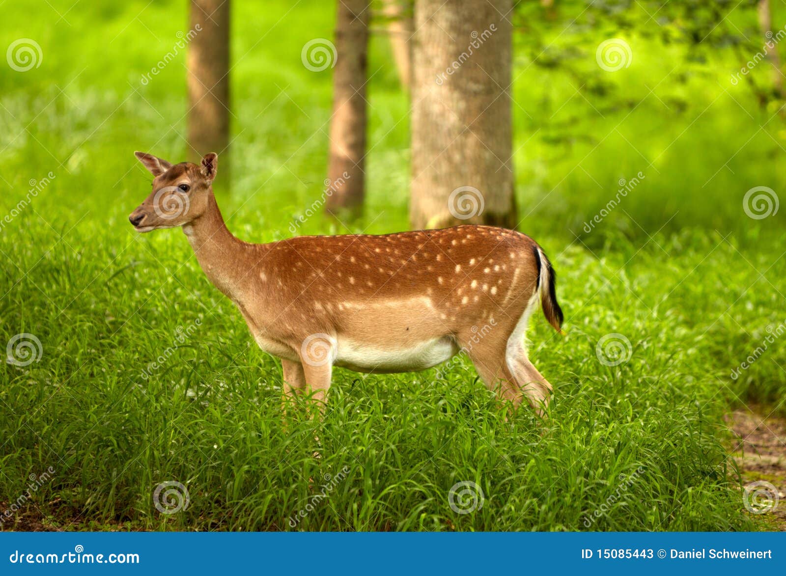 Cute deer stock image. Image of wildlife, looking, animals - 15085443