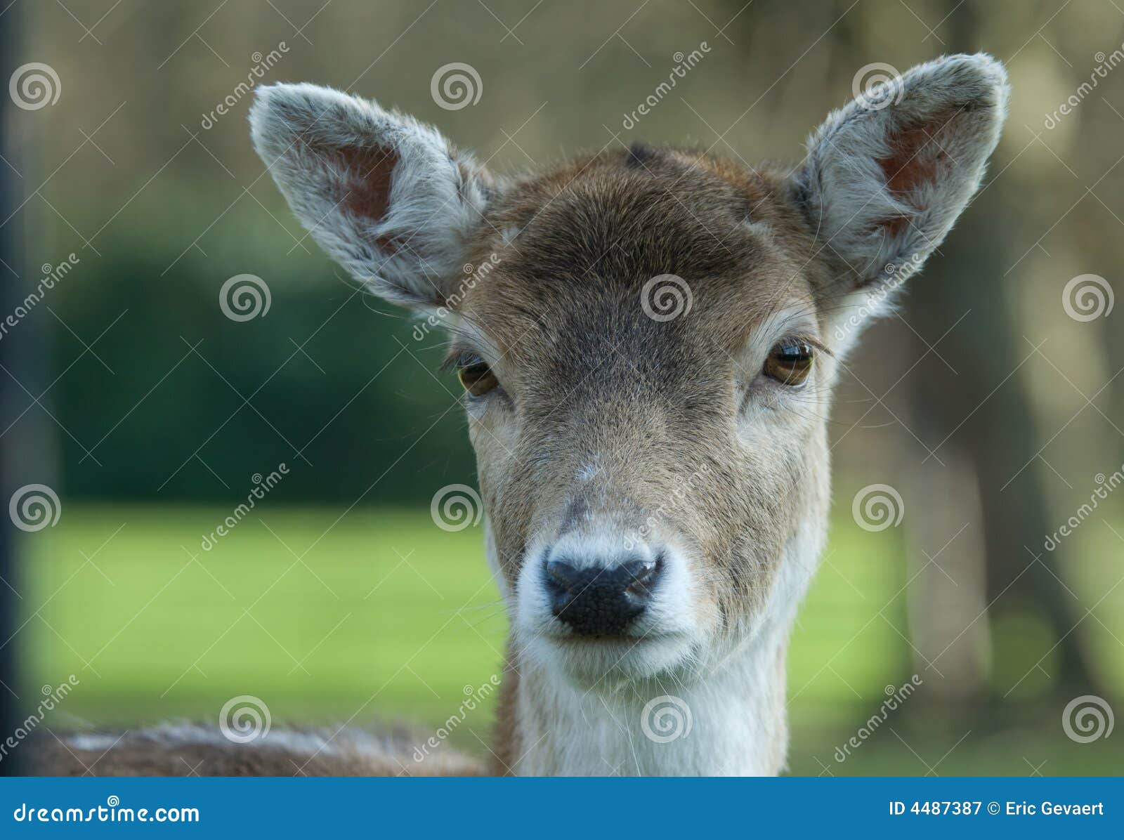 Cute Deer Picture. Image: 4487387
