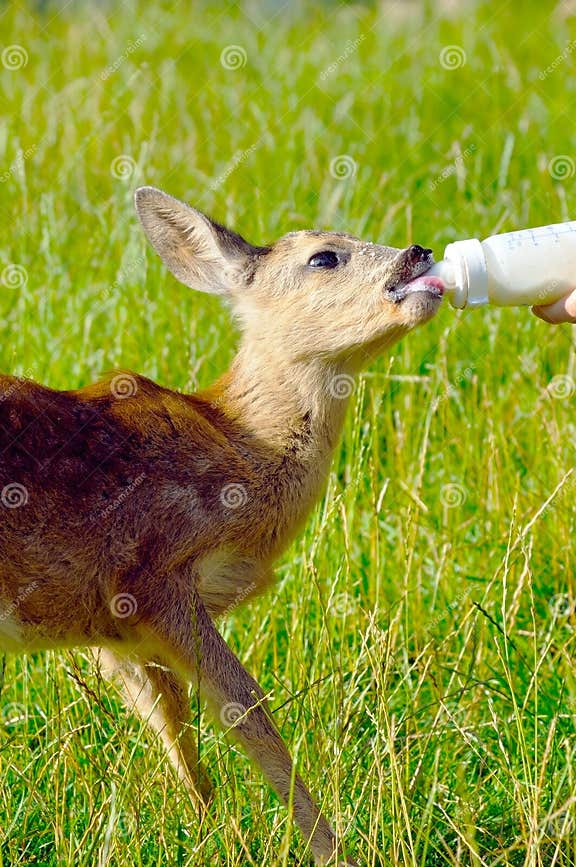 Cute deer drinks milk stock image. Image of summer, majestic - 11578371