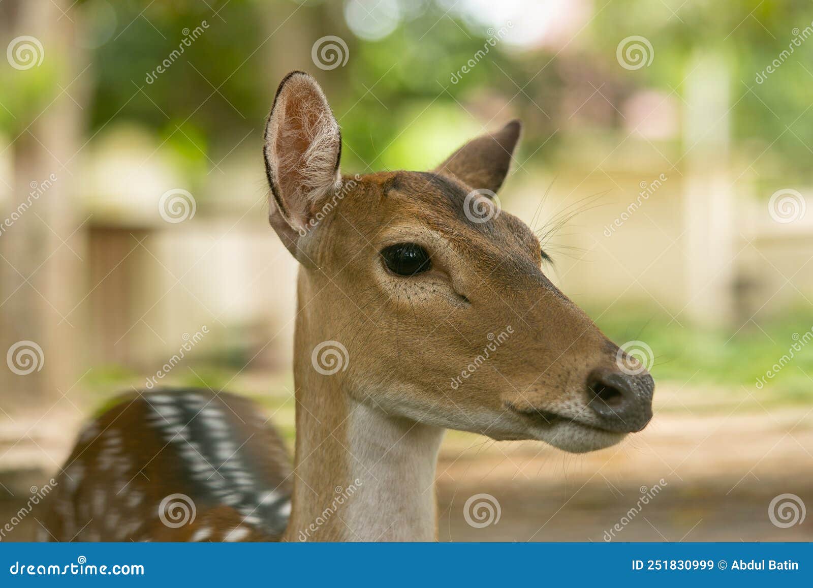Cute deer fawn. Doe head stock image. Image of horn - 251830999