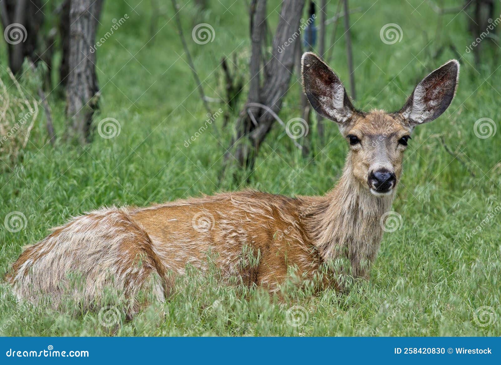 Cute Deer Laying on the Grass Stock Photo - Image of young, animal ...