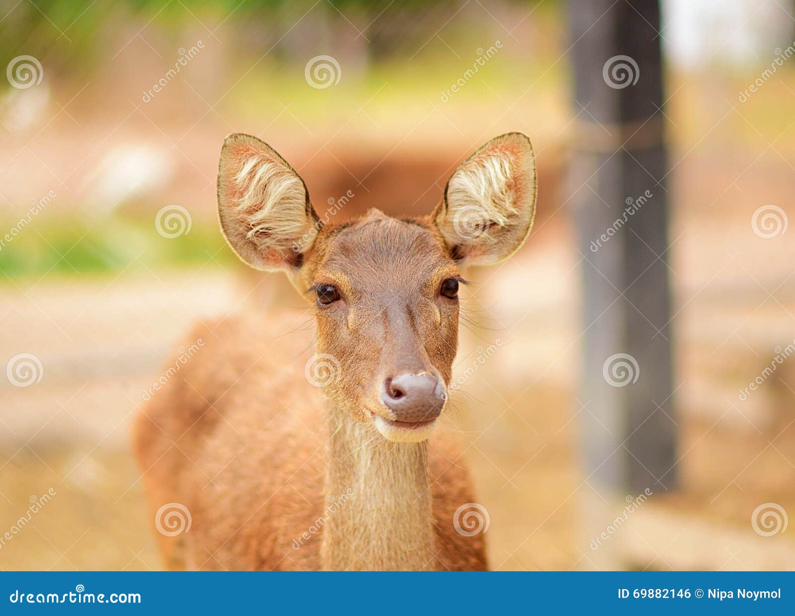 Cute deer stock photo. Image of head, cute, animal, looks - 69882146