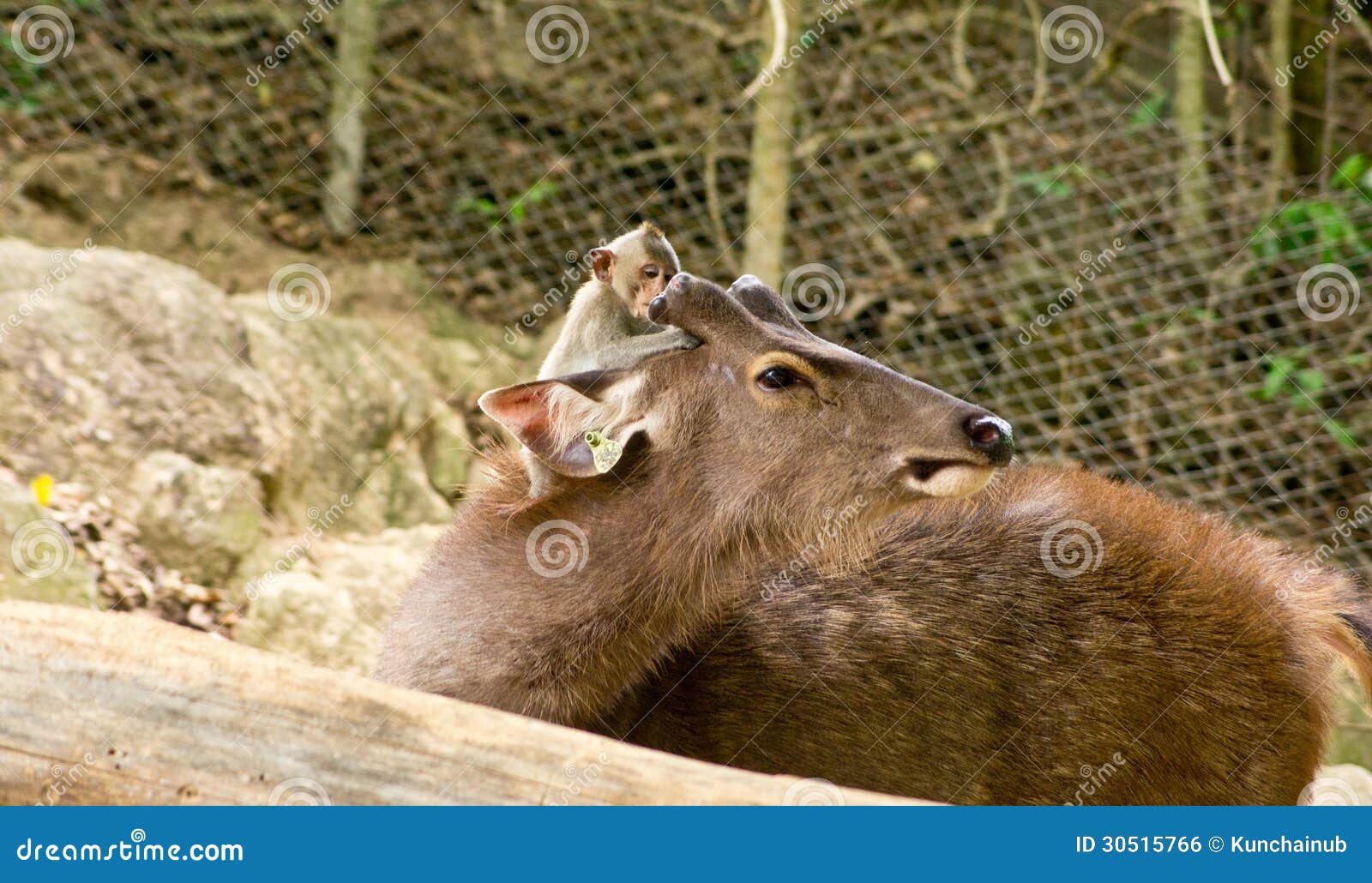 Cute deer and monkey stock photo. Image of buck, monkey - 30515766
