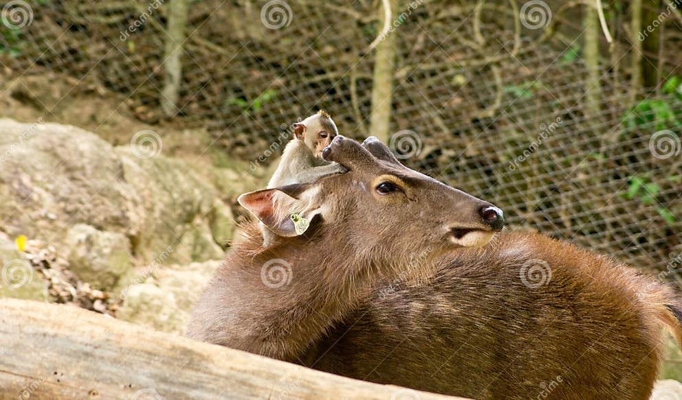 Cute deer and monkey stock photo. Image of buck, monkey - 30515766