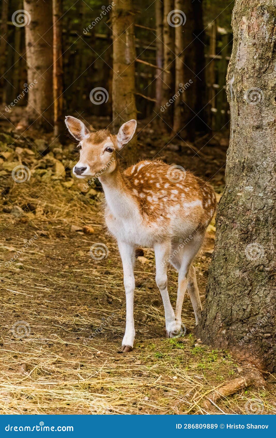 Cute Deer Posing in Nature, Wildlife Stock Image - Image of looking, forest: 286809889