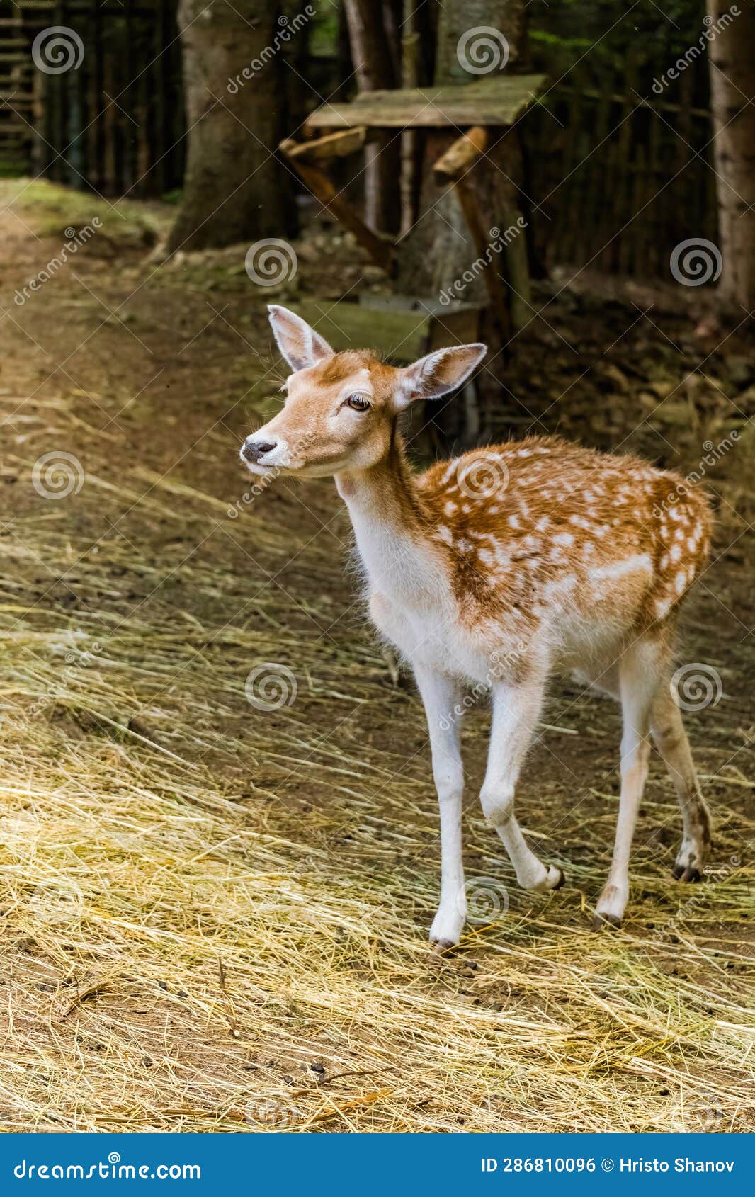 Cute Deer Posing in Nature, Wildlife Stock Photo - Image of forest, beautiful: 286810096