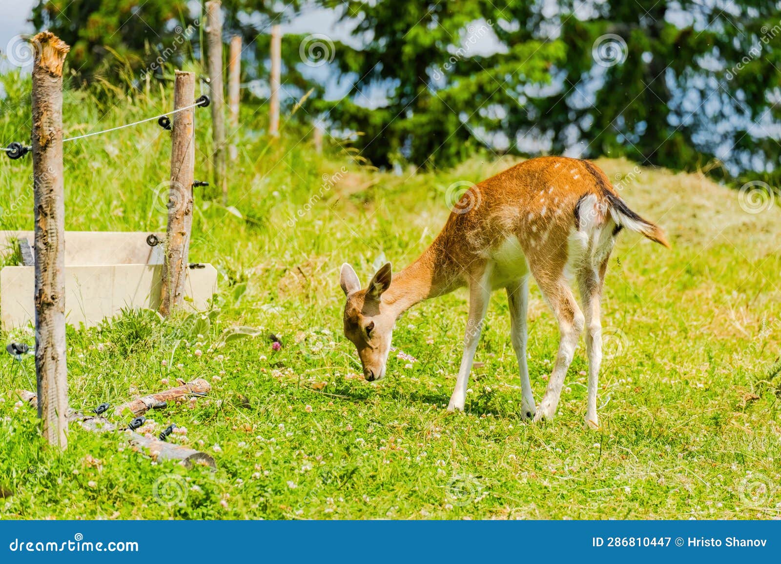 Cute Deer Posing in Nature, Wildlife Stock Image - Image of herbivore, green: 286810447