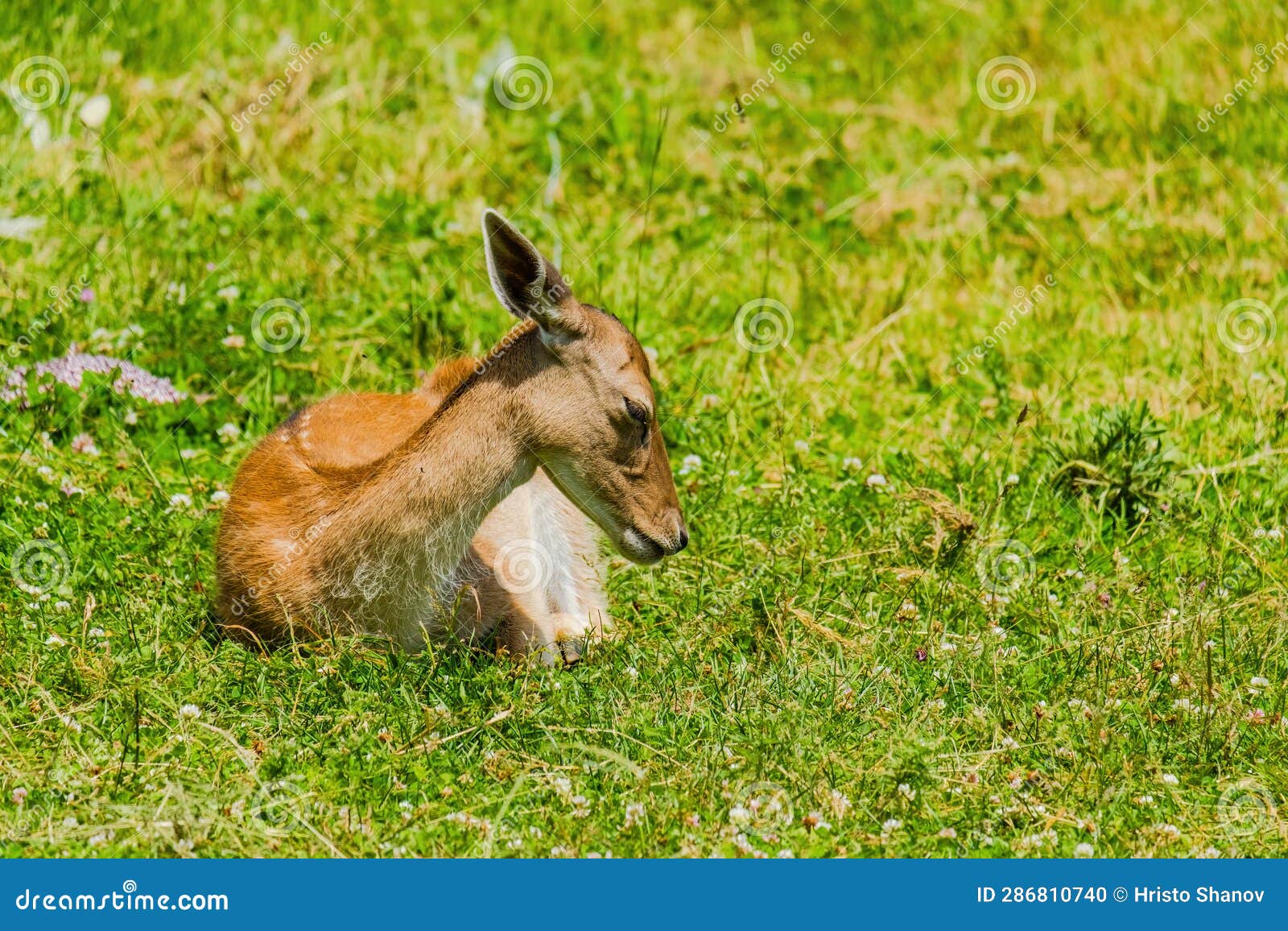 Cute Deer Posing in Nature, Wildlife Stock Photo - Image of outdoors, meadow: 286810740