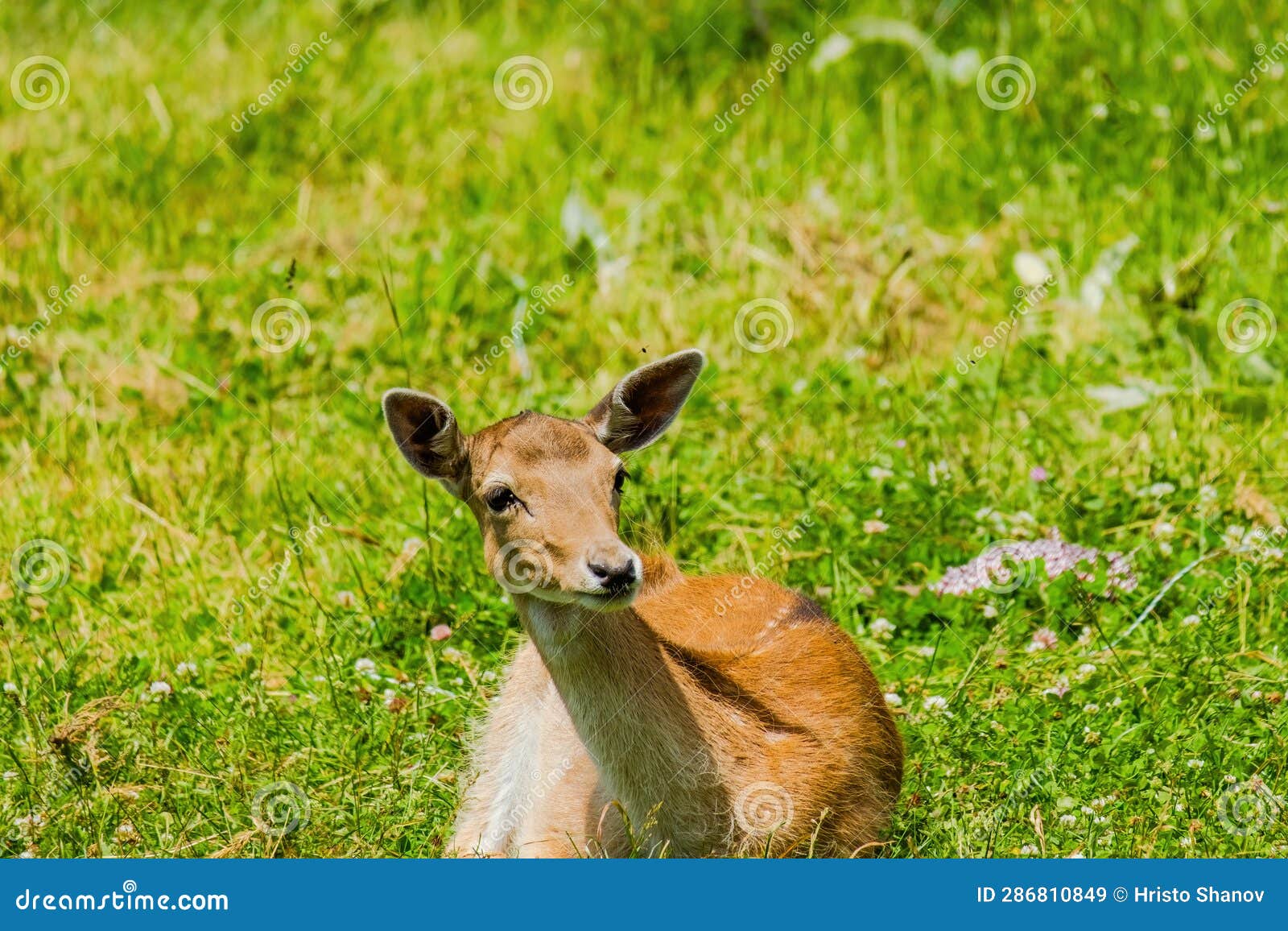 Cute Deer Posing in Nature, Wildlife Stock Image - Image of antler ...