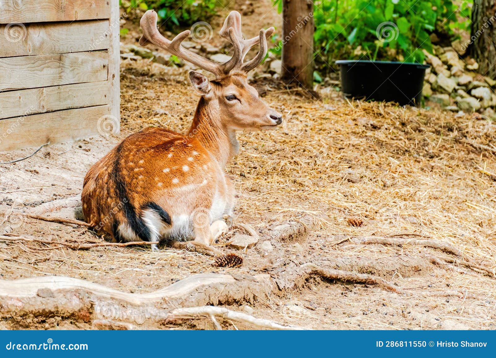 Cute Deer Posing in Nature, Wildlife Stock Photo - Image of brown, field: 286811550