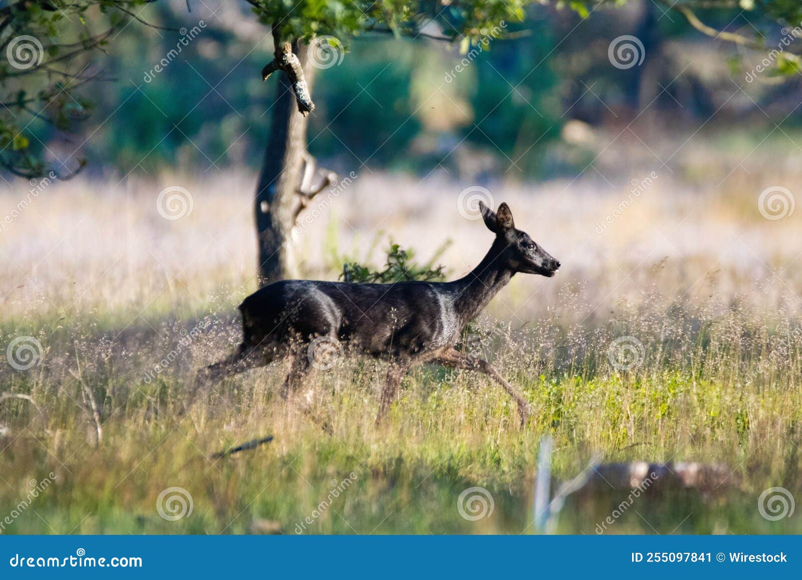 Cute Deer Running in Its Natural Habitat Stock Image - Image of ...