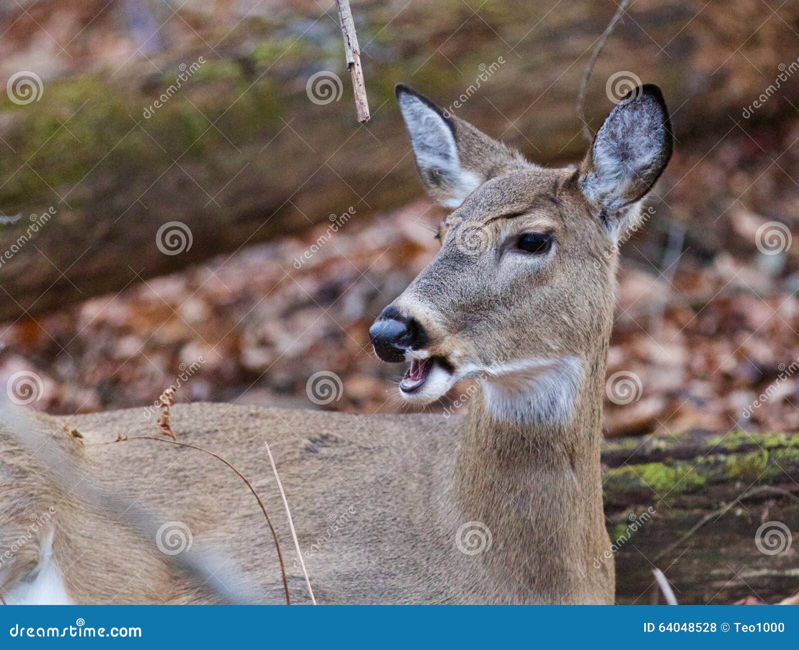 Cute Deer is Screaming Something Stock Photo - Image of brown, wild ...