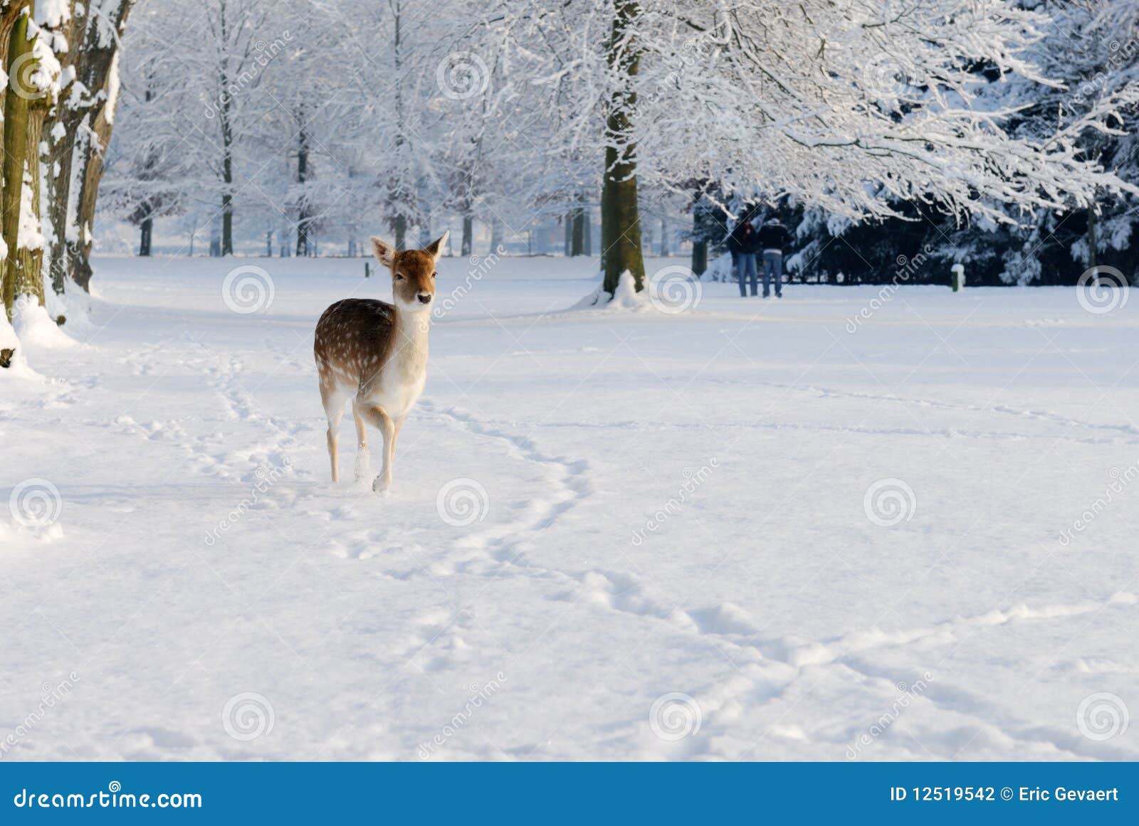 Cute deer in winter stock photo. Image of deer, cute - 12519542