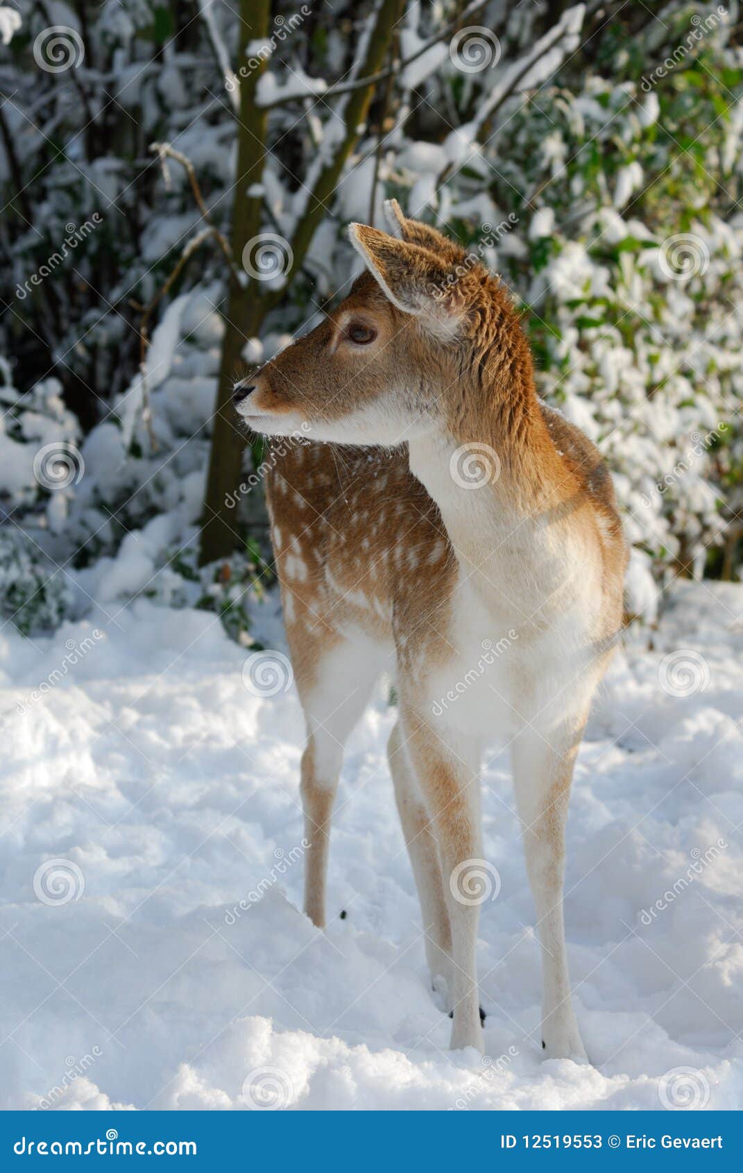 Cute deer in winter stock image. Image of overveen, nature - 12519553