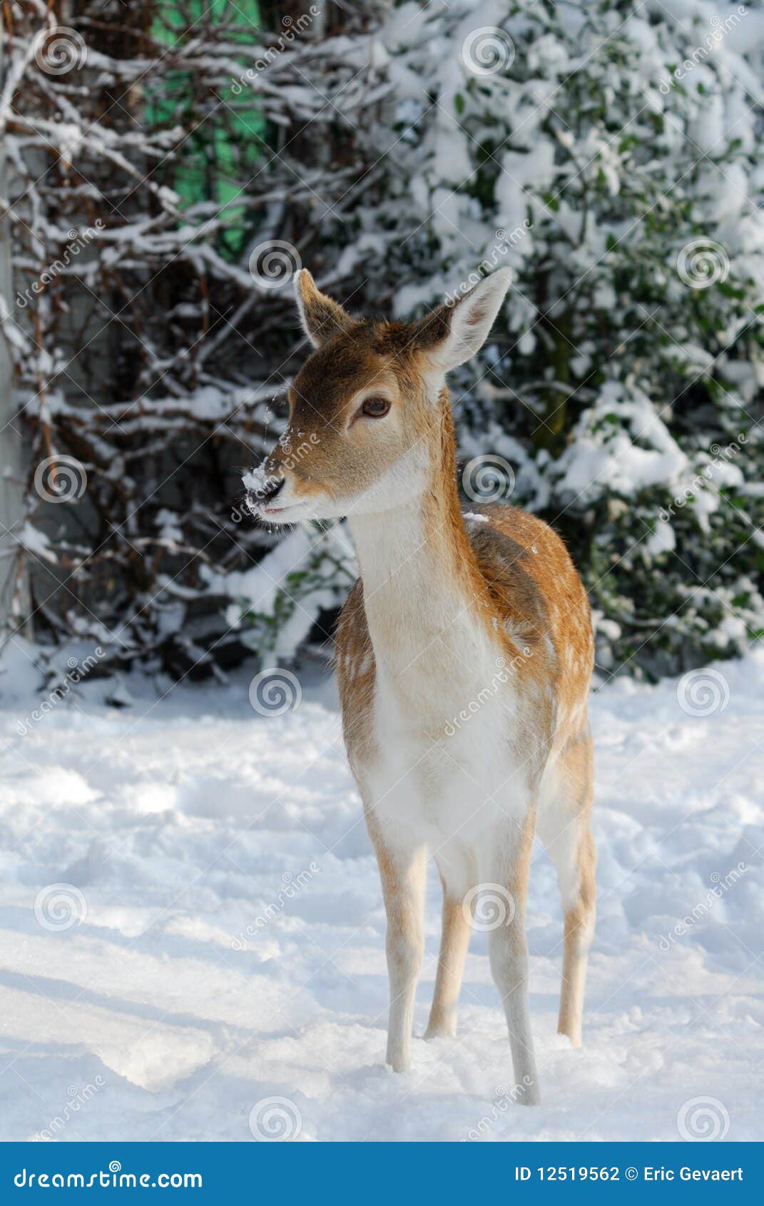 Cute deer in winter stock photo. Image of dutch, environment - 12519562