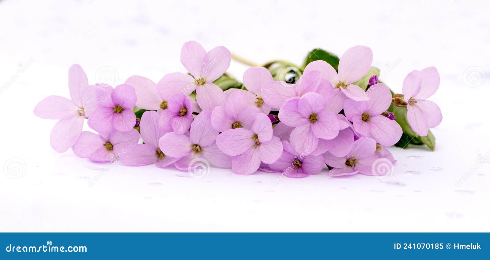 Cute Delicate Bouquet of Pink Spring Flowers Stock Image - Image of ...