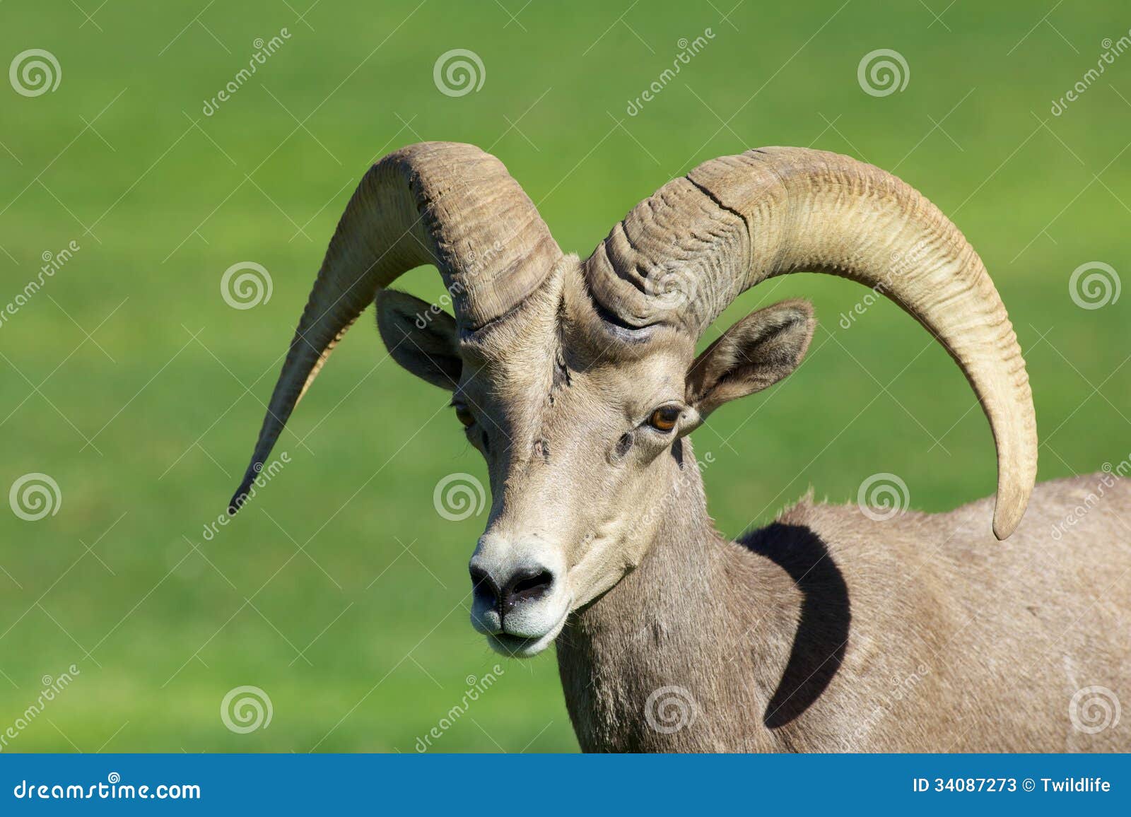 Cute Desert Tortoise Head On Royalty-Free Stock Photography ...