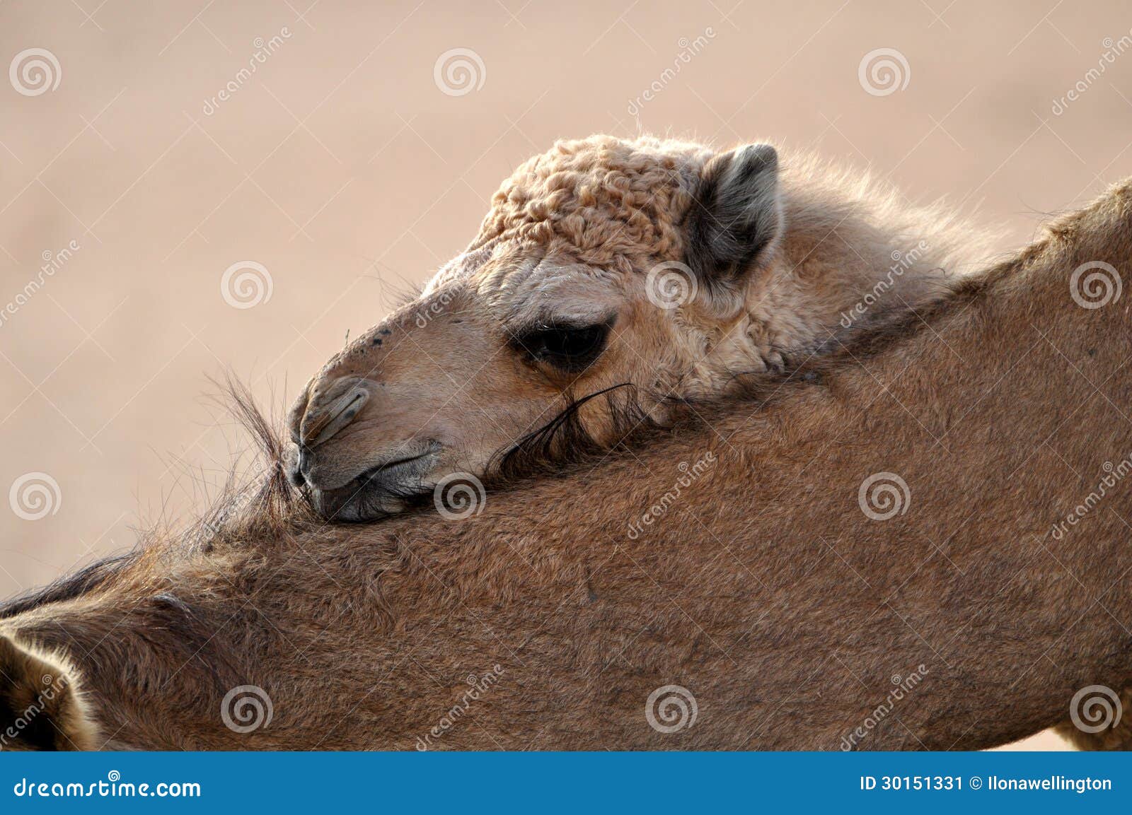 Desert camel stock image. Image of fauna, desert, furrow - 30151331